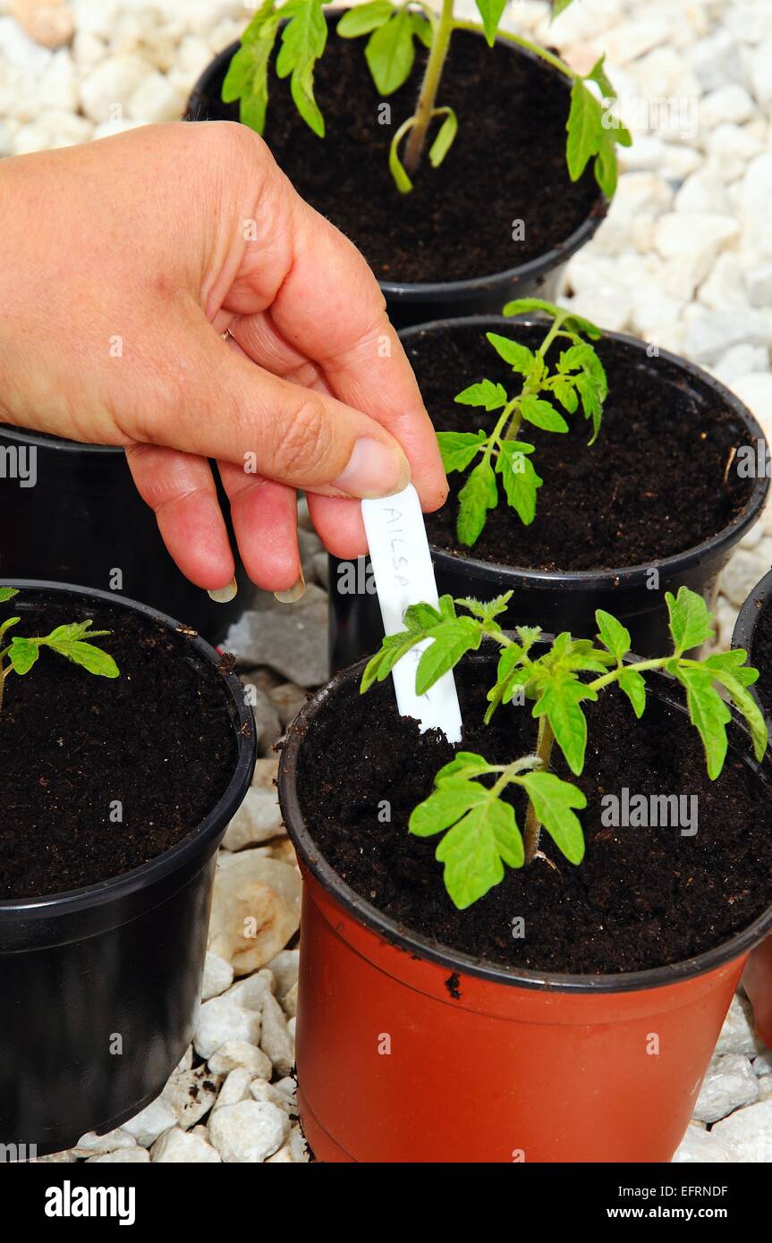 Potting up Ailsa Craig tomato seedling and inserting plant stick label ...