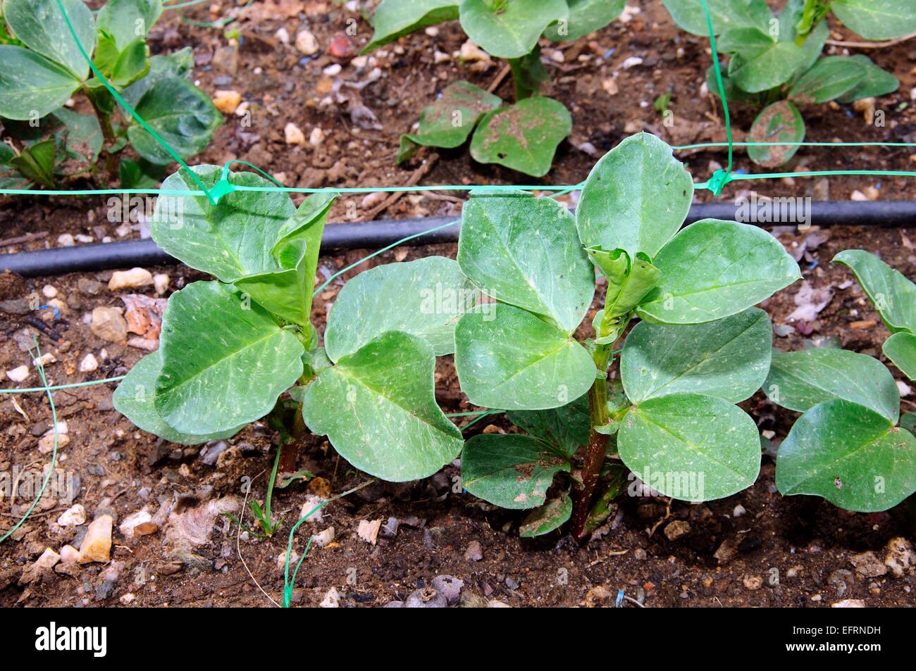 Imperial green longpod hi-res stock photography and images - Alamy