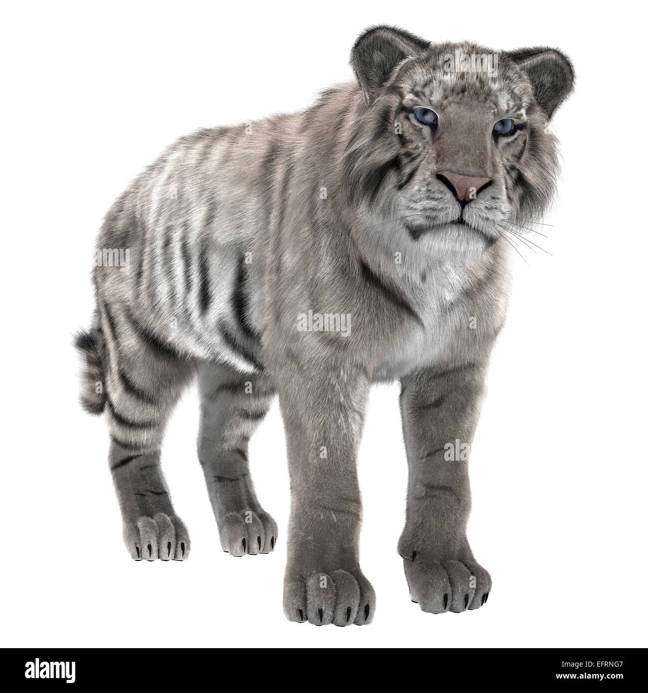 3D digital render of a white tiger isolated on white background Stock ...