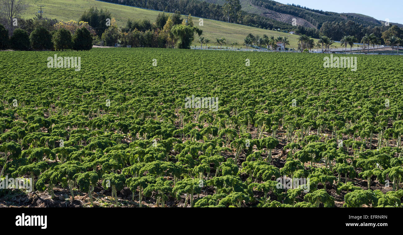 A field of broccoli stalks Stock Photo - Alamy