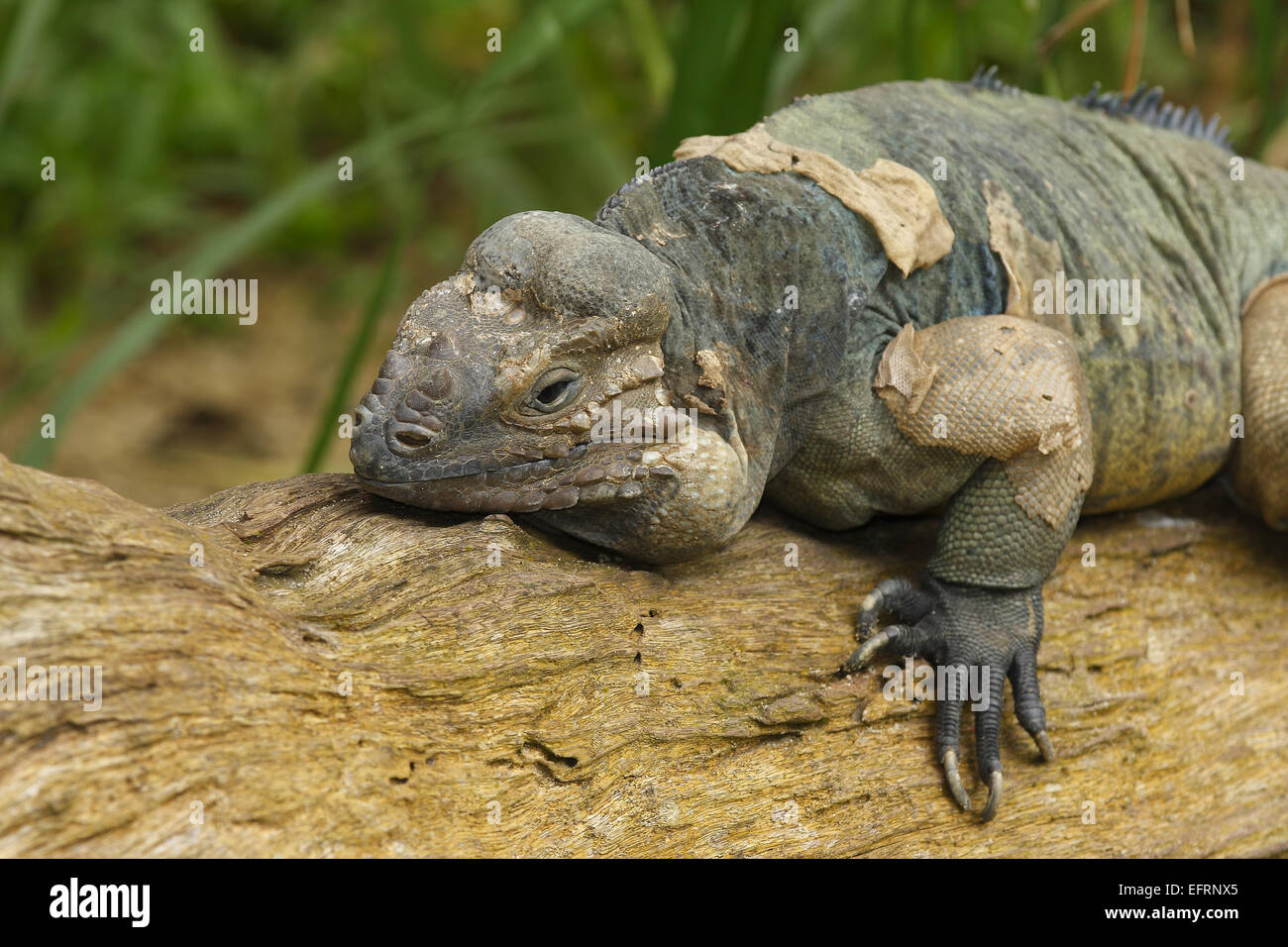 Rhinoceros iguana (Cyclura cornuta Stock Photo - Alamy