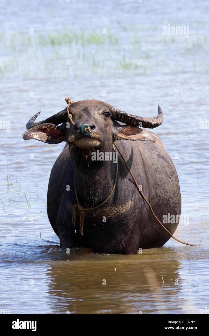 Domestic waterbuffalo hi-res stock photography and images - Alamy
