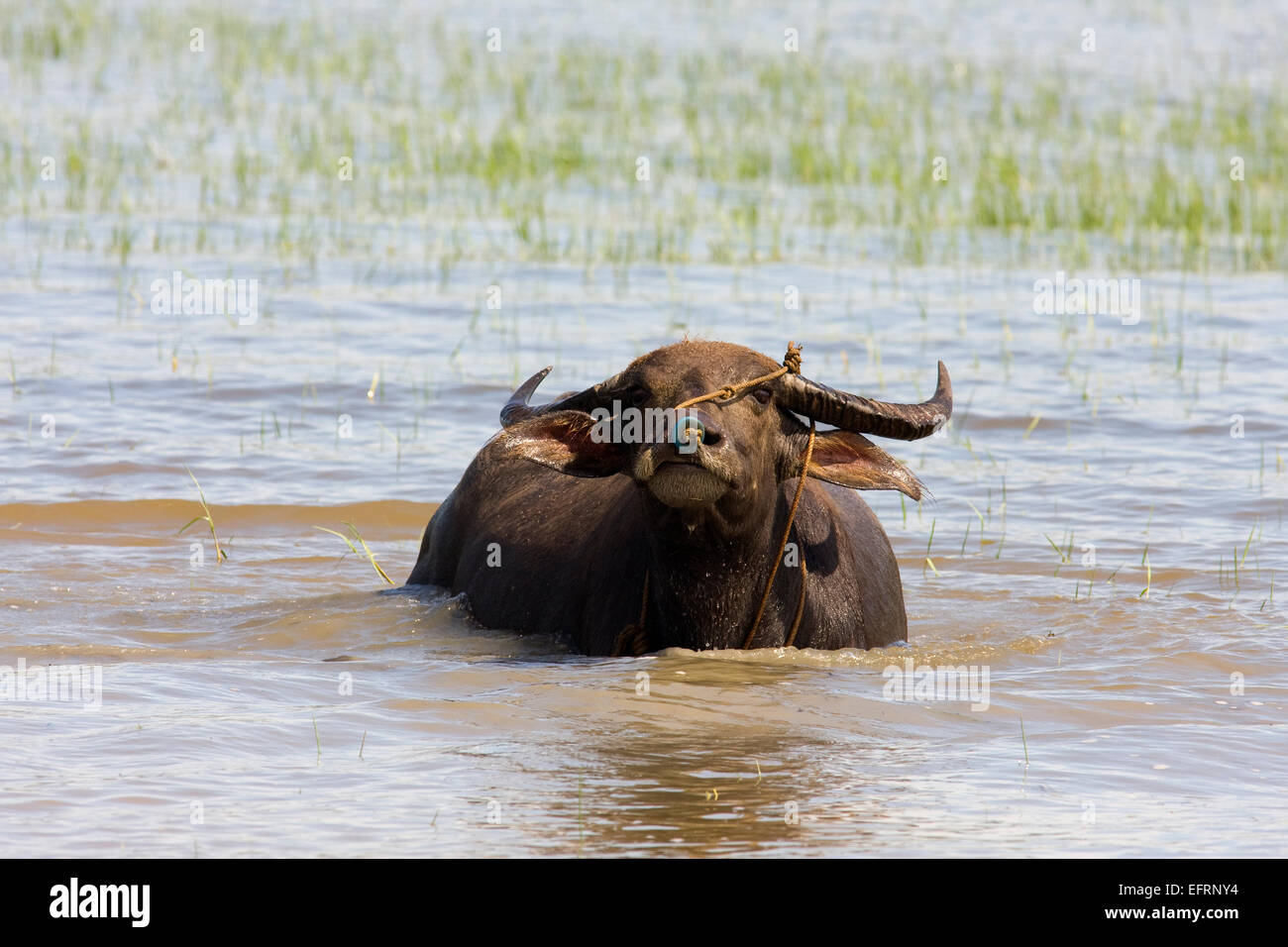 Domestic waterbuffalo hi-res stock photography and images - Alamy