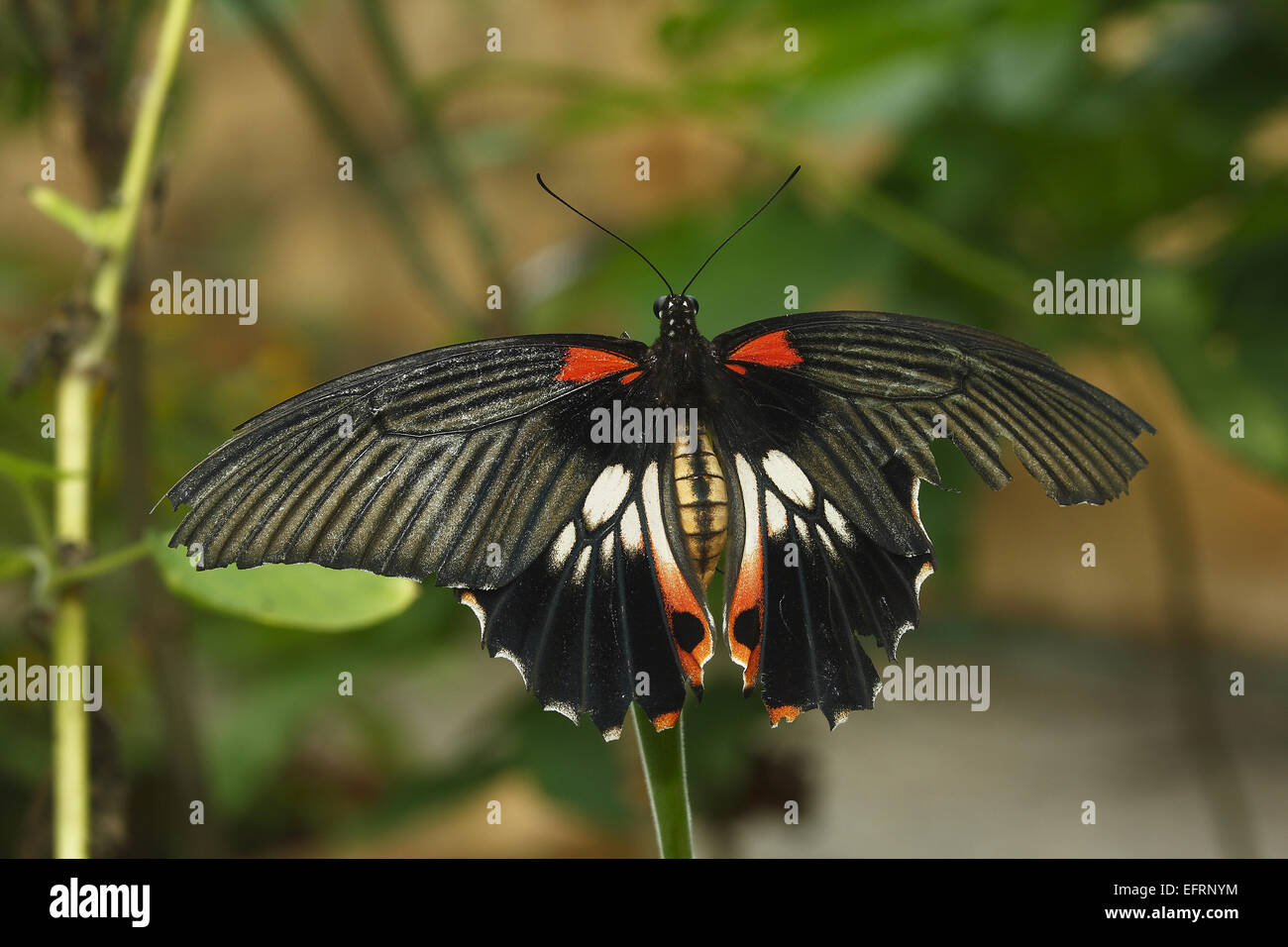 Dolphin butterfly hi-res stock photography and images - Alamy