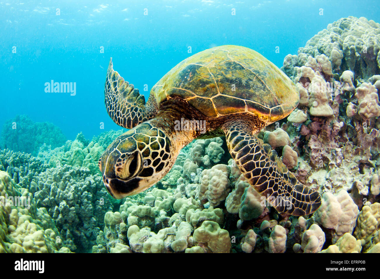 Hawaiian green sea turtle hi-res stock photography and images - Alamy