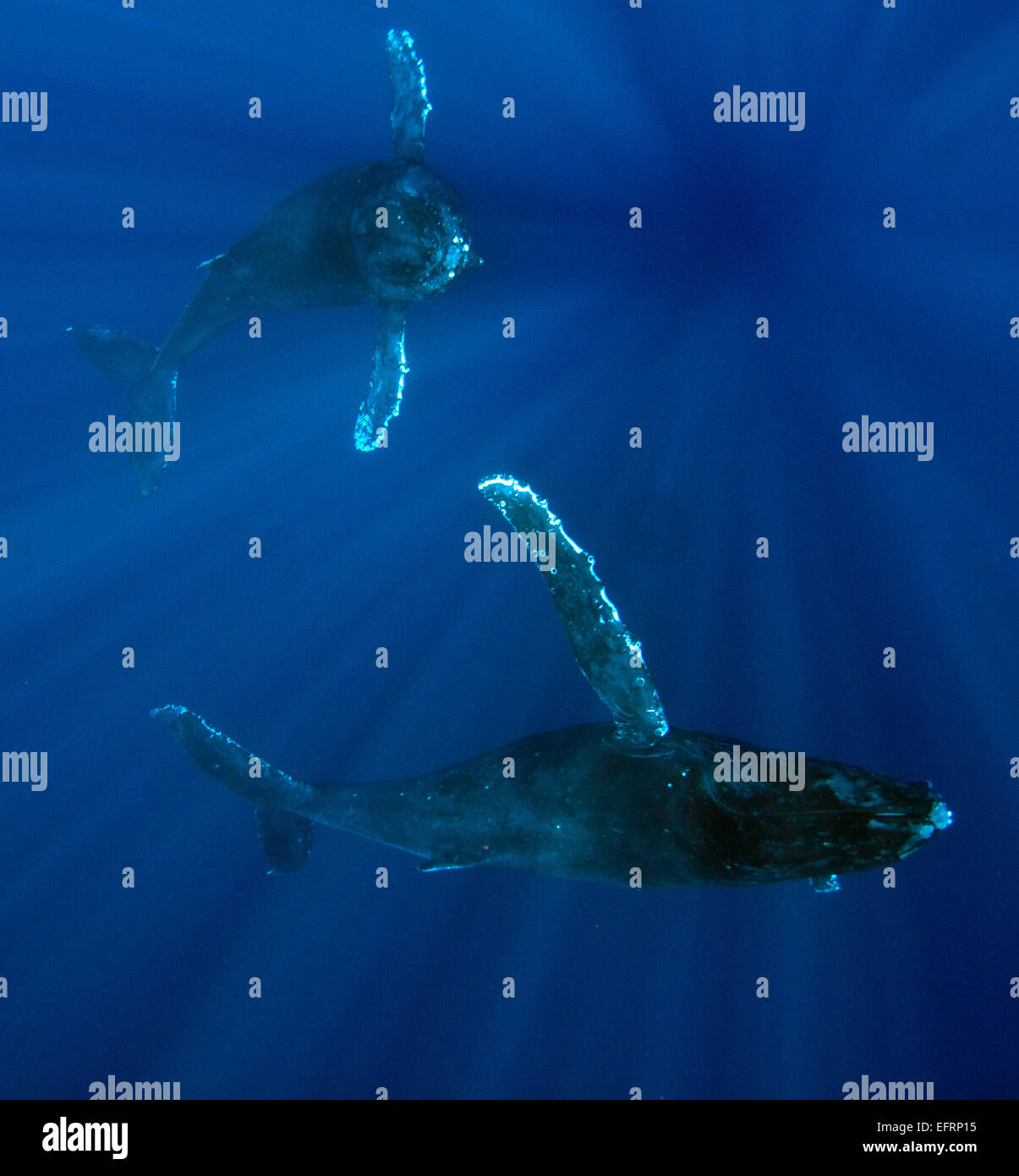 Baleen whale teeth hi-res stock photography and images - Alamy