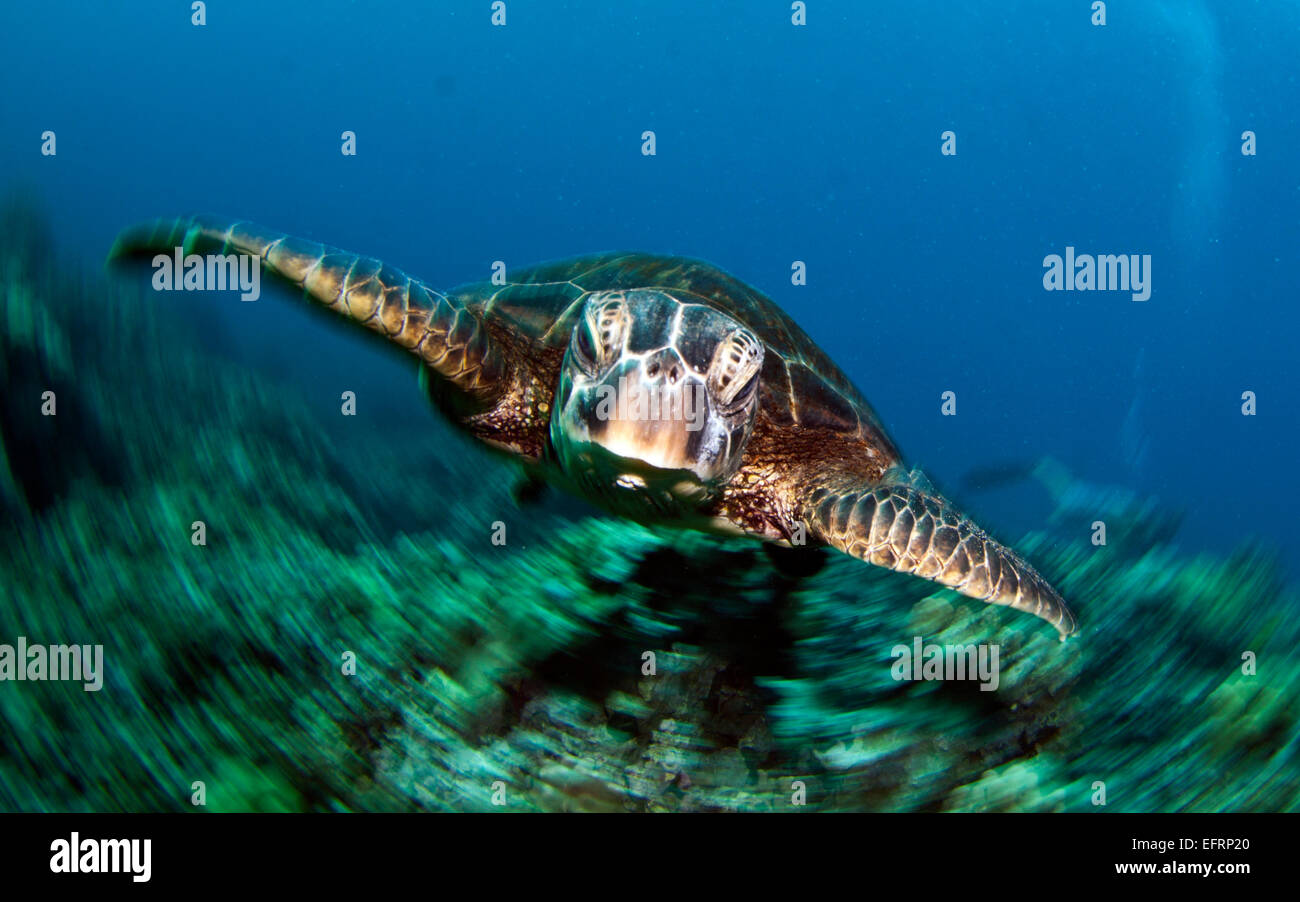 Hawaii sea turtle hi-res stock photography and images - Alamy