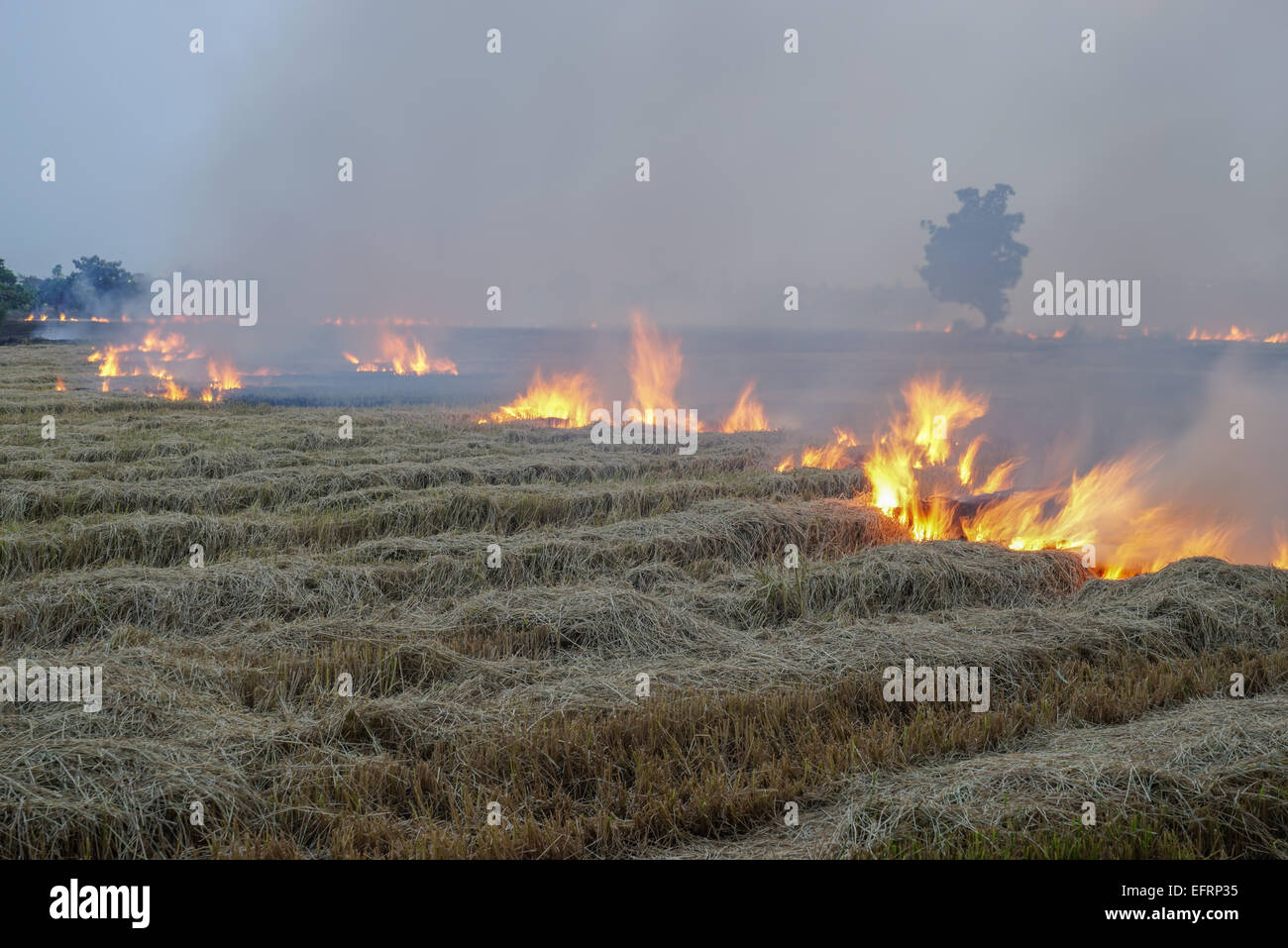 burning, the irresponsible choice to get rid of rice field stubble ...