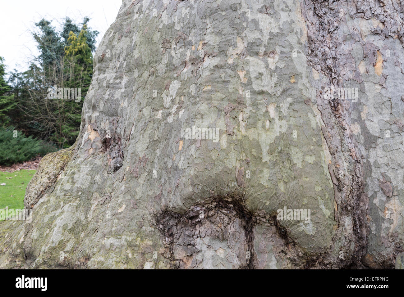 Close up of the thick trunk and roots of an old London Plane tree Stock ...