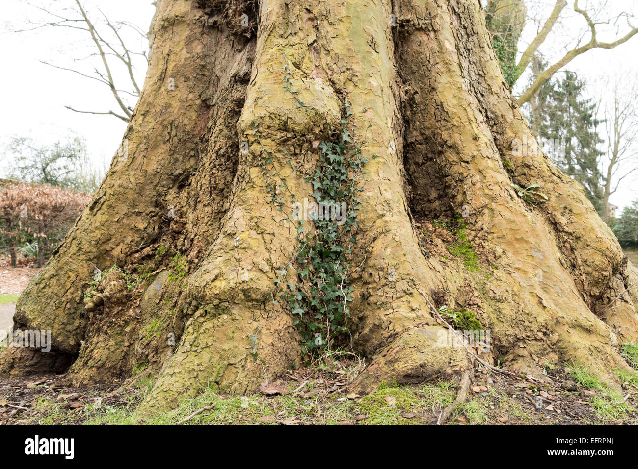 Old tree truck hi-res stock photography and images - Alamy
