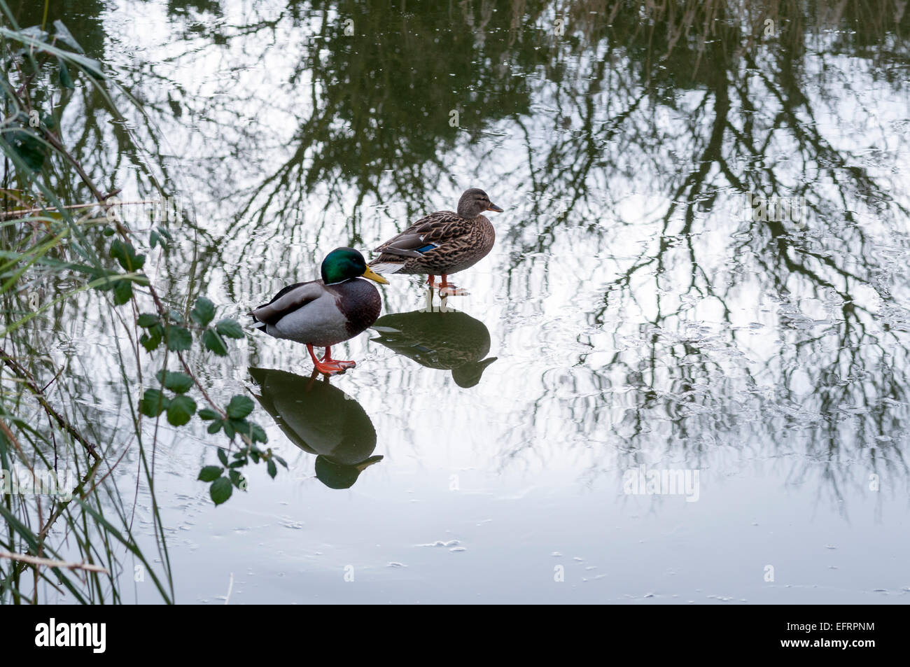 A pair of Mallards standing on the ice of a pond with their reflections ...