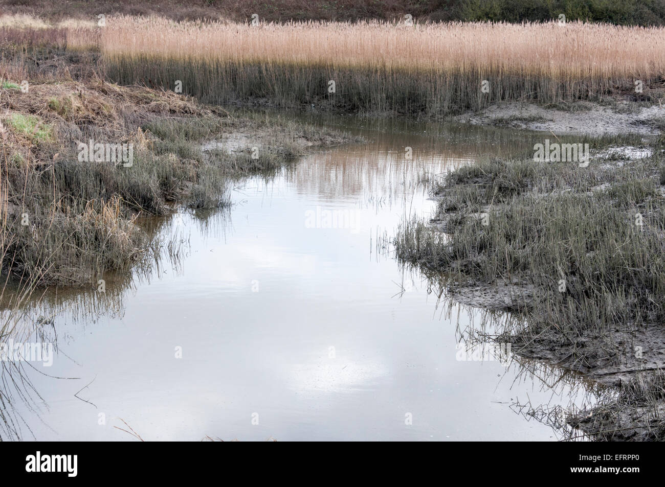 Tidal saltwater marsh hi-res stock photography and images - Alamy