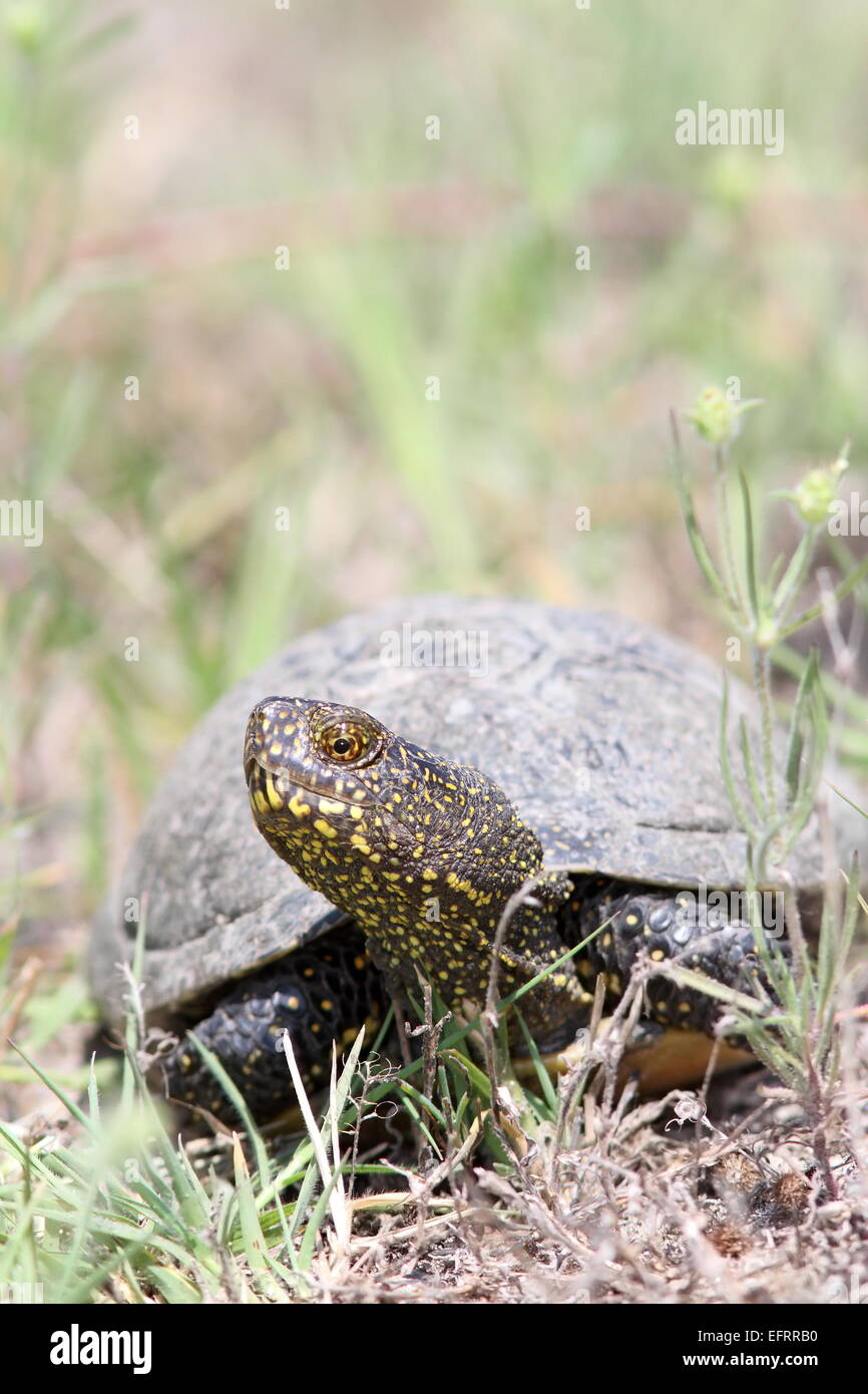 emys orbicularis, portrait of european pond turtle, female Stock Photo ...
