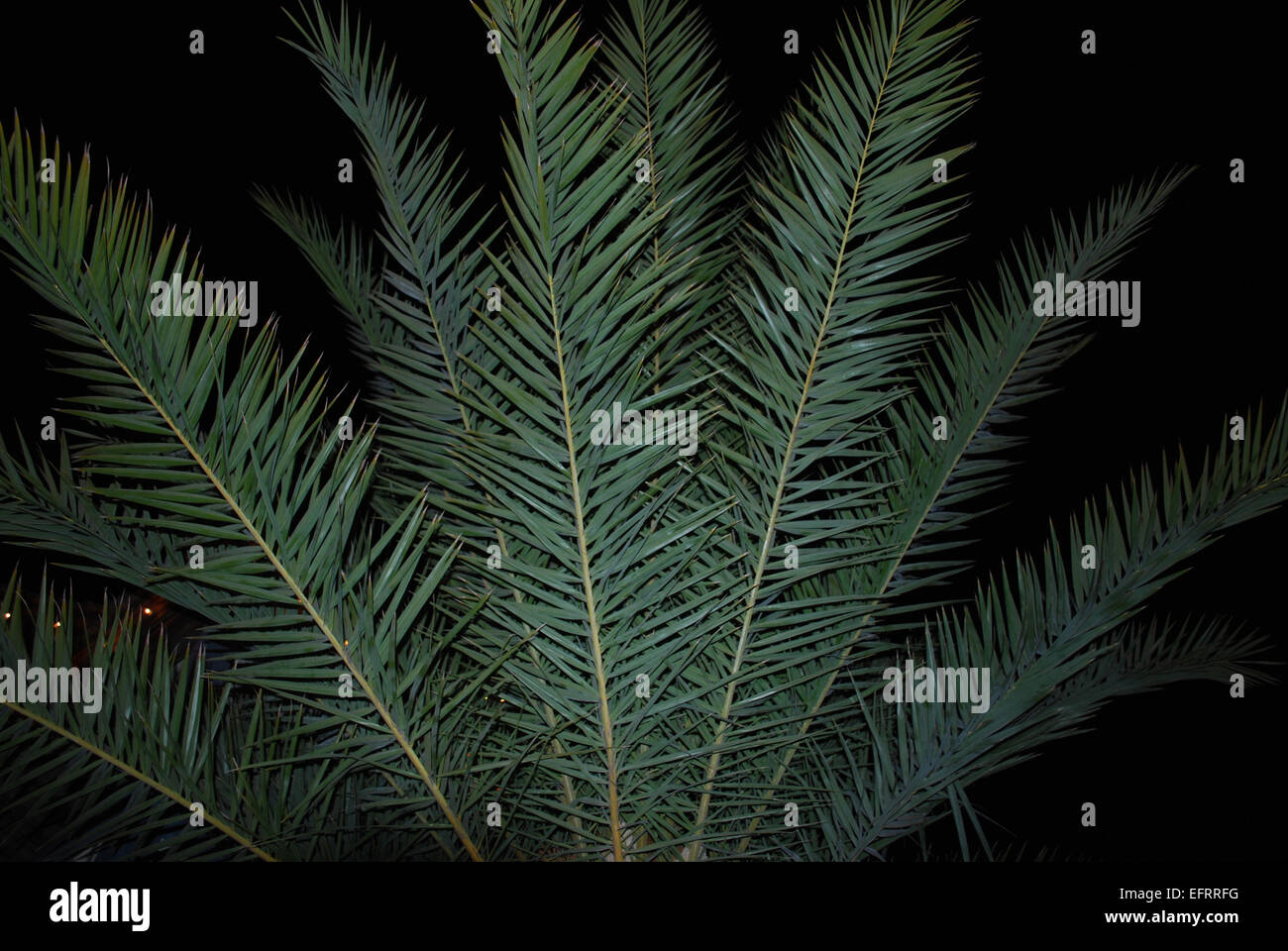 Palm at Night Stock Photo - Alamy