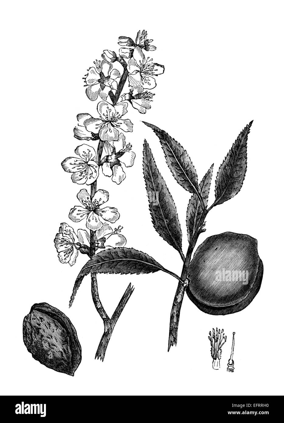 Almond Plant Drawing