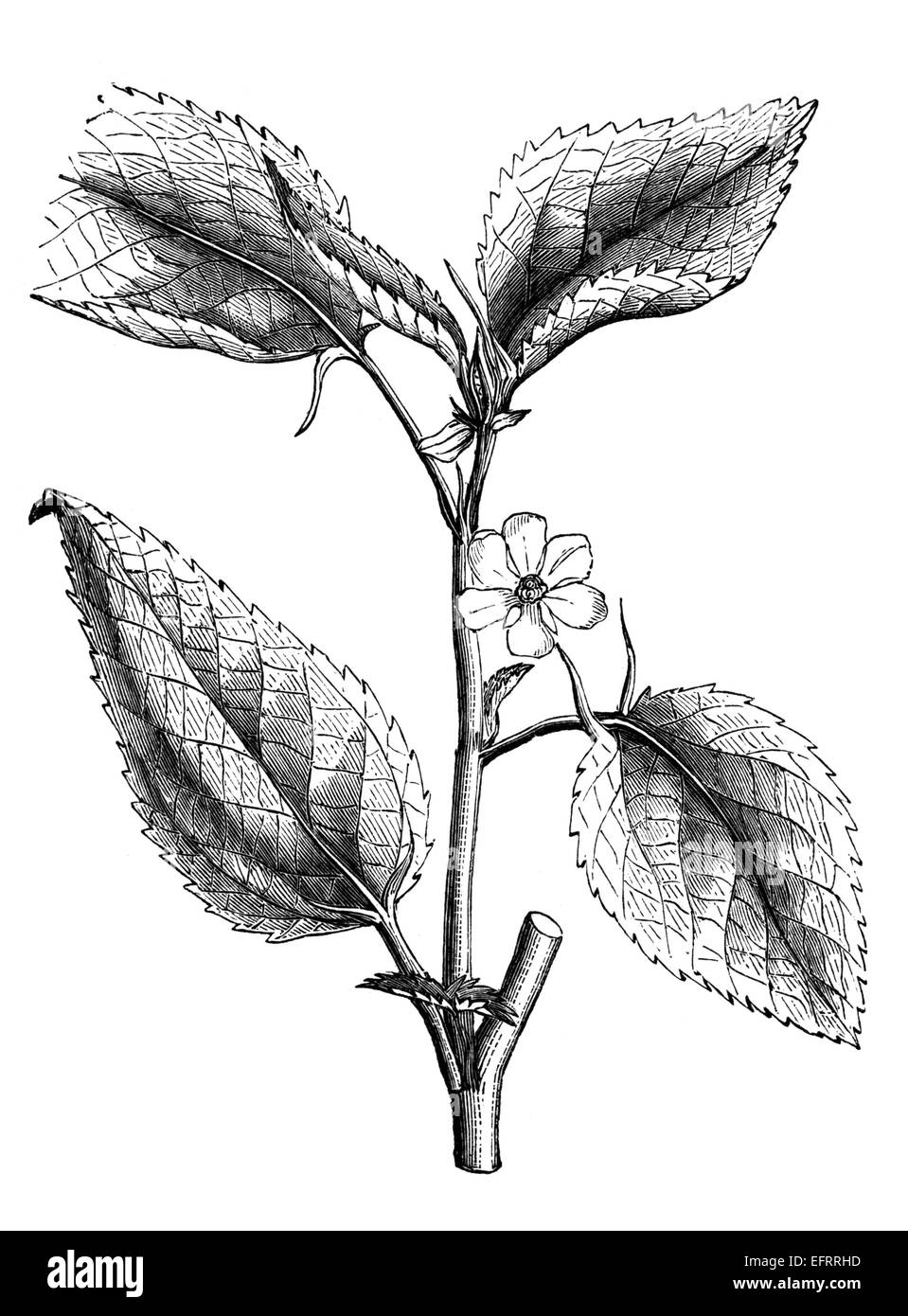 Leaf drawing hi-res stock photography and images - Alamy