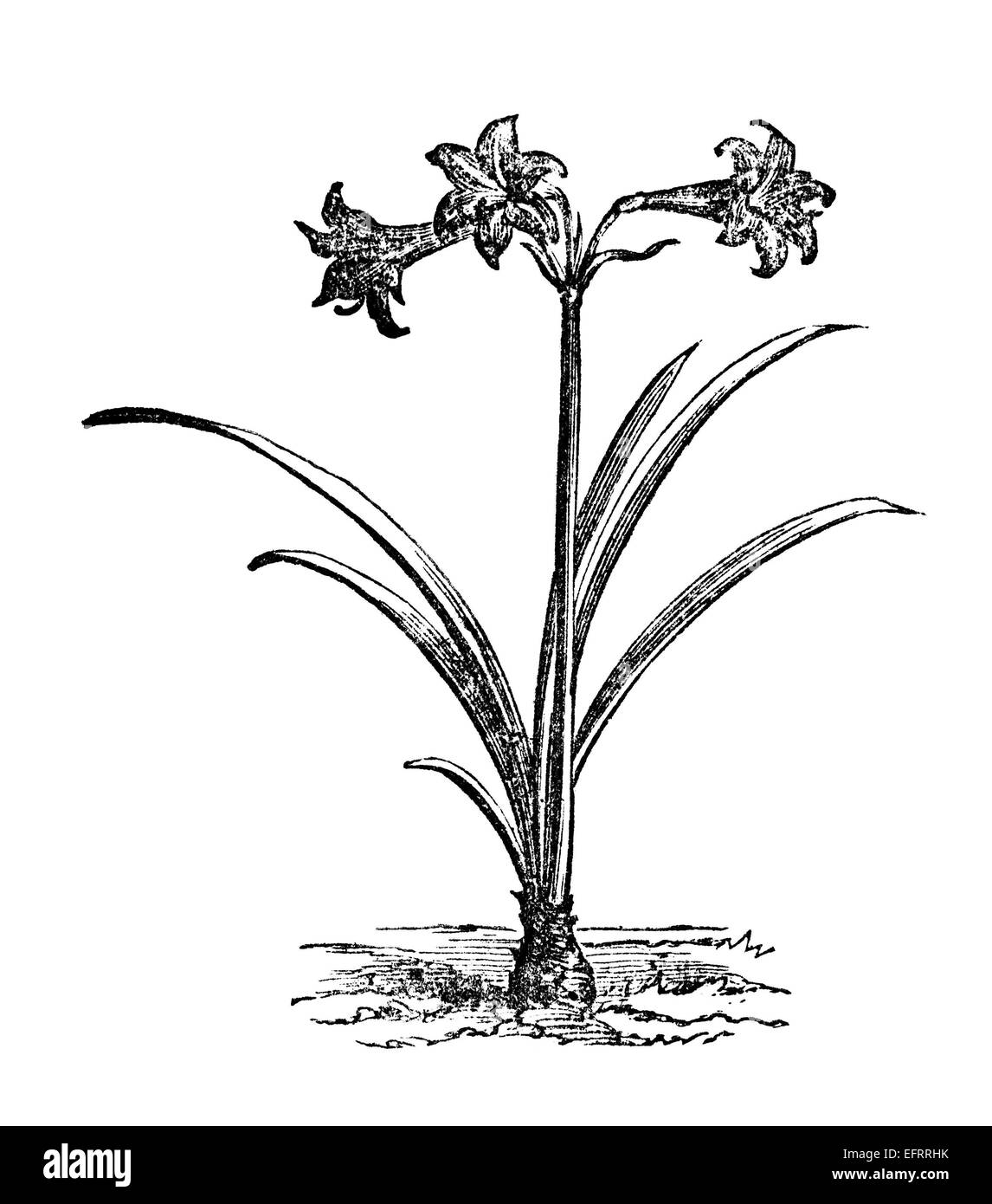 Amaryllis Flower Drawing