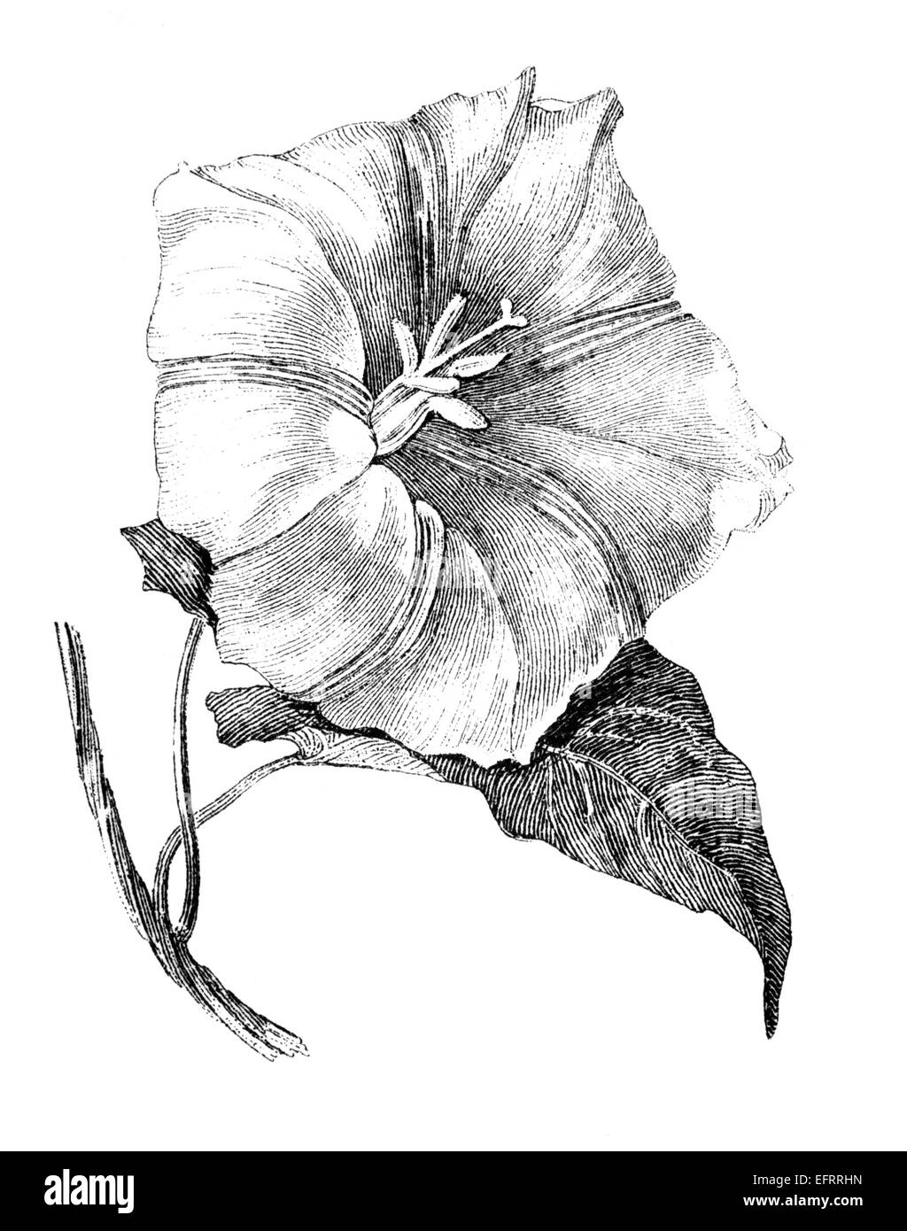 Morning Glory Drawing