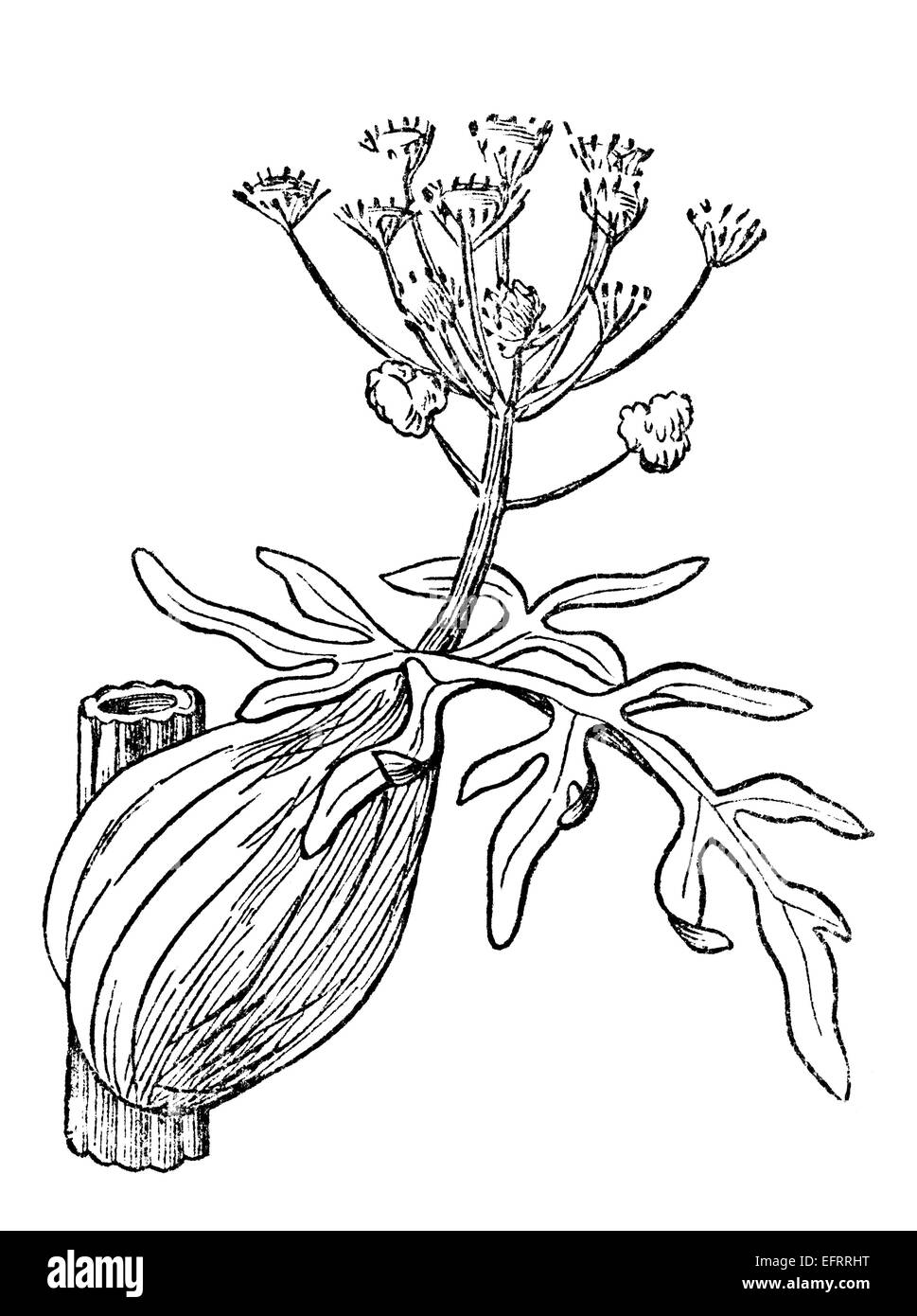 Narthex plant hi-res stock photography and images - Alamy