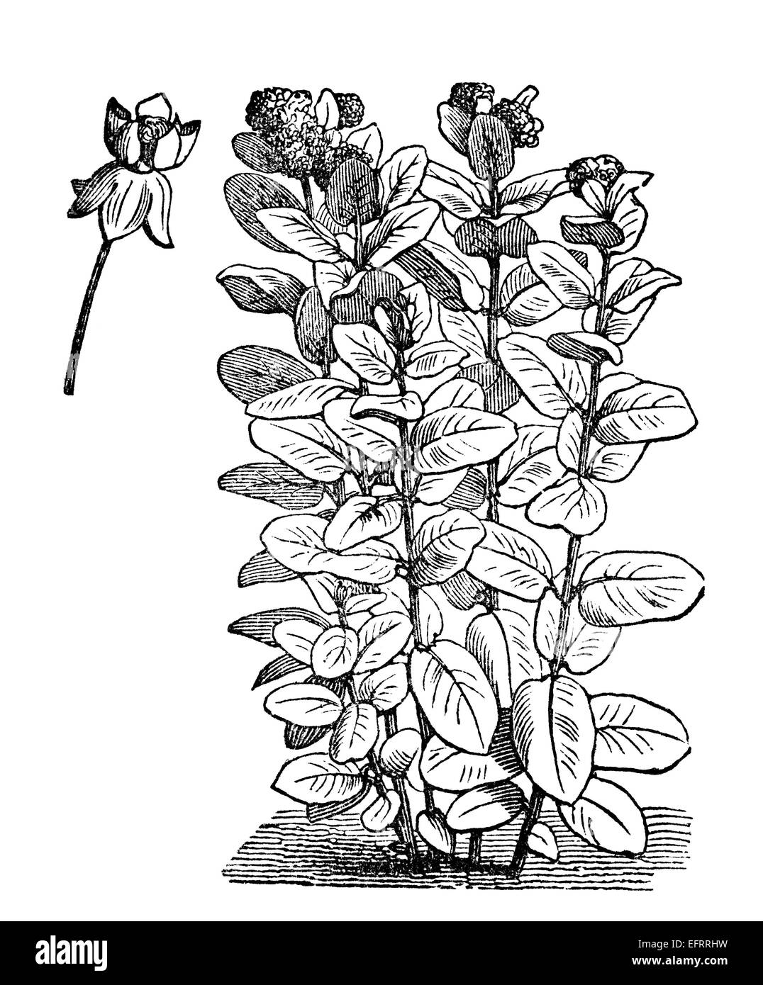 Milkweed Pods Drawings