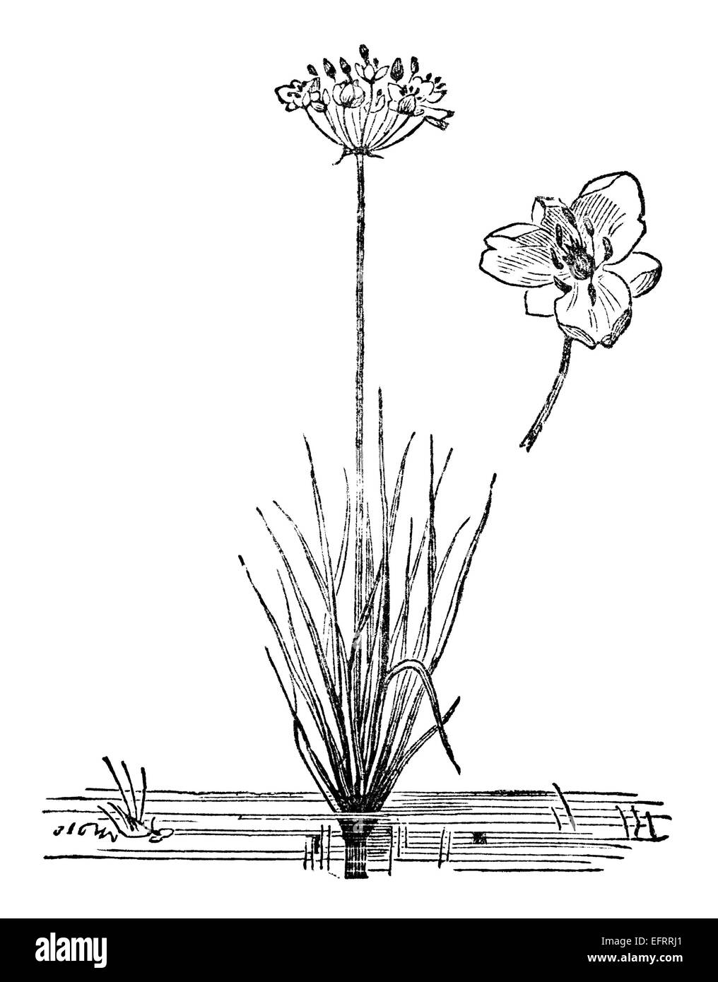 Victorian engraving of a butomus, or flowering rush. Digitally restored ...