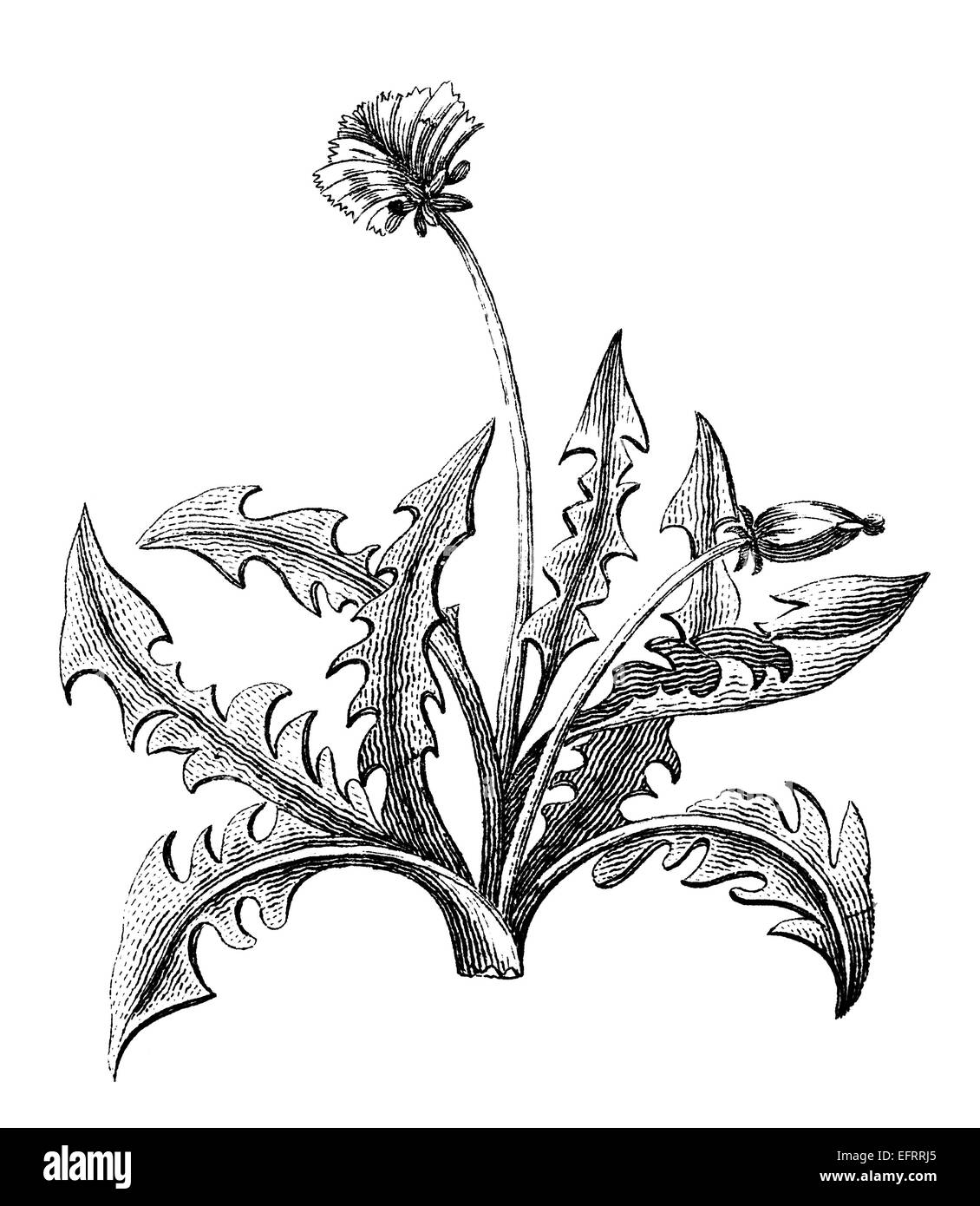 Image with a dandelion image Cut Out Stock Images & Pictures - Alamy