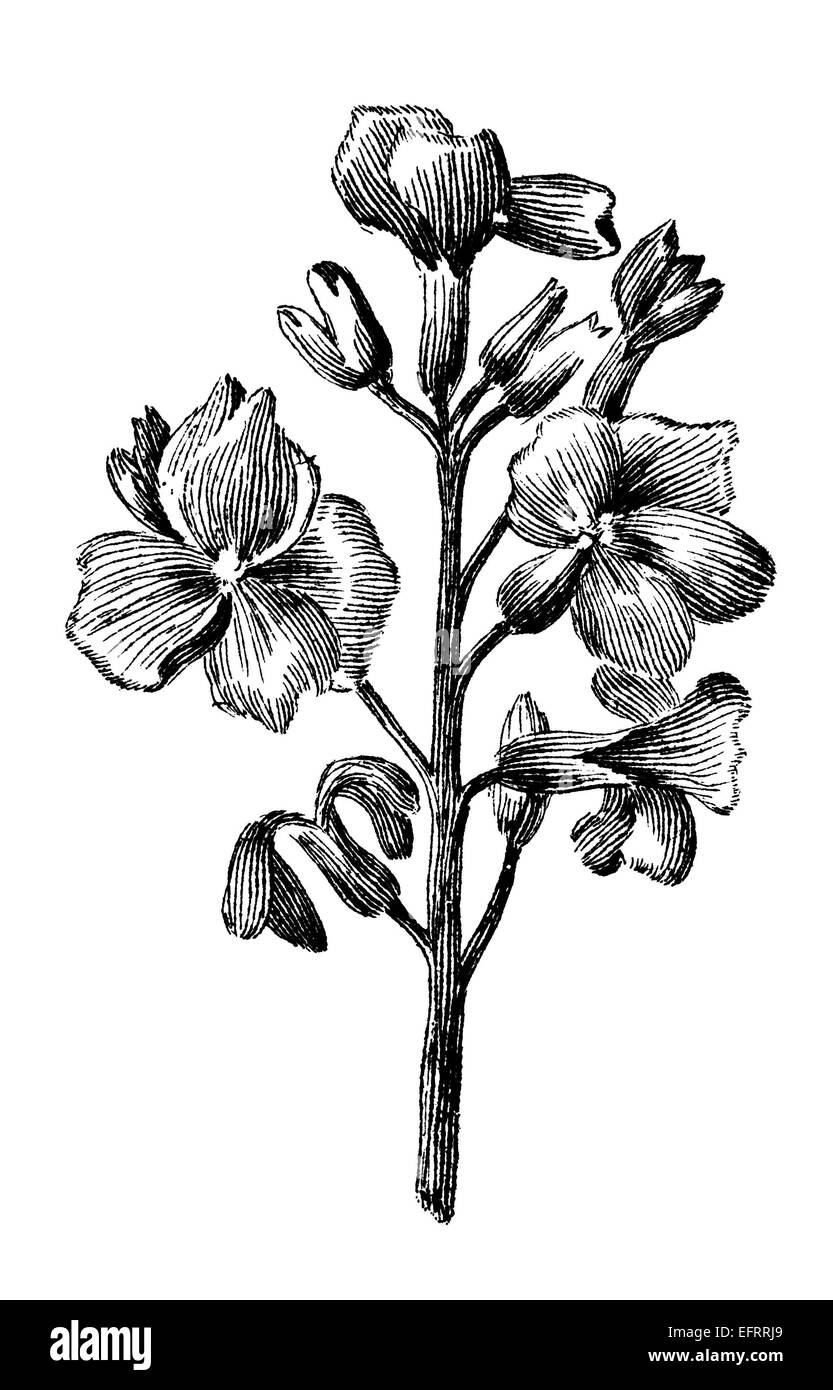 Victorian engraving of a flower. Digitally restored image from a mid ...