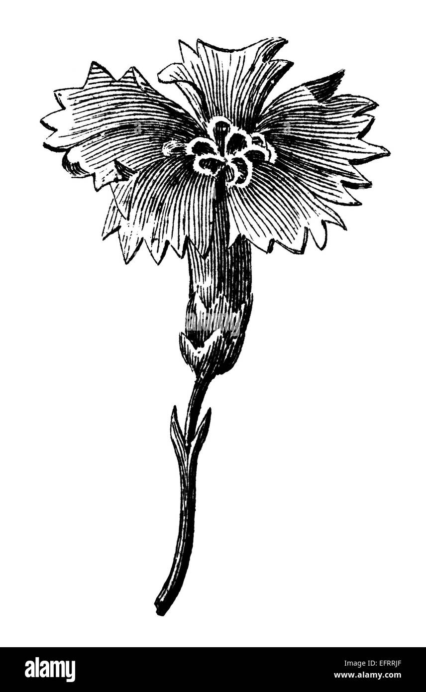 Victorian engraving of a blooming flower. Digitally restored image from ...