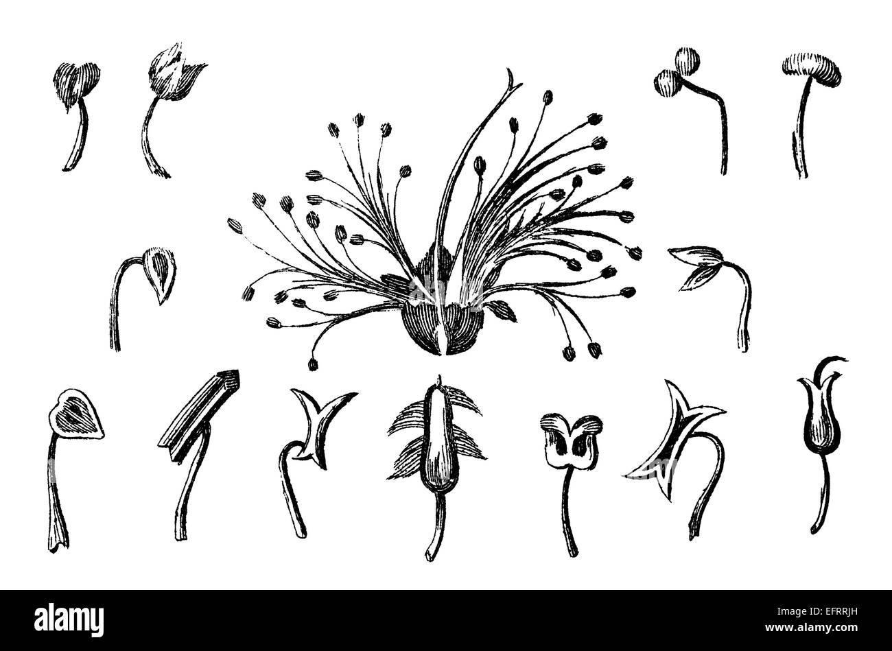 Vintage style flower Cut Out Stock Images & Pictures - Alamy