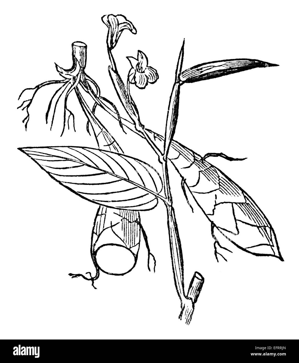 Arrowroot hi-res stock photography and images - Alamy