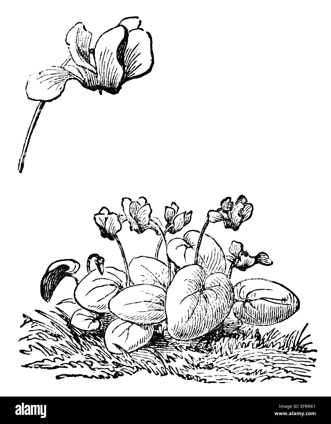 Cyclamen drawing hi-res stock photography and images - Alamy