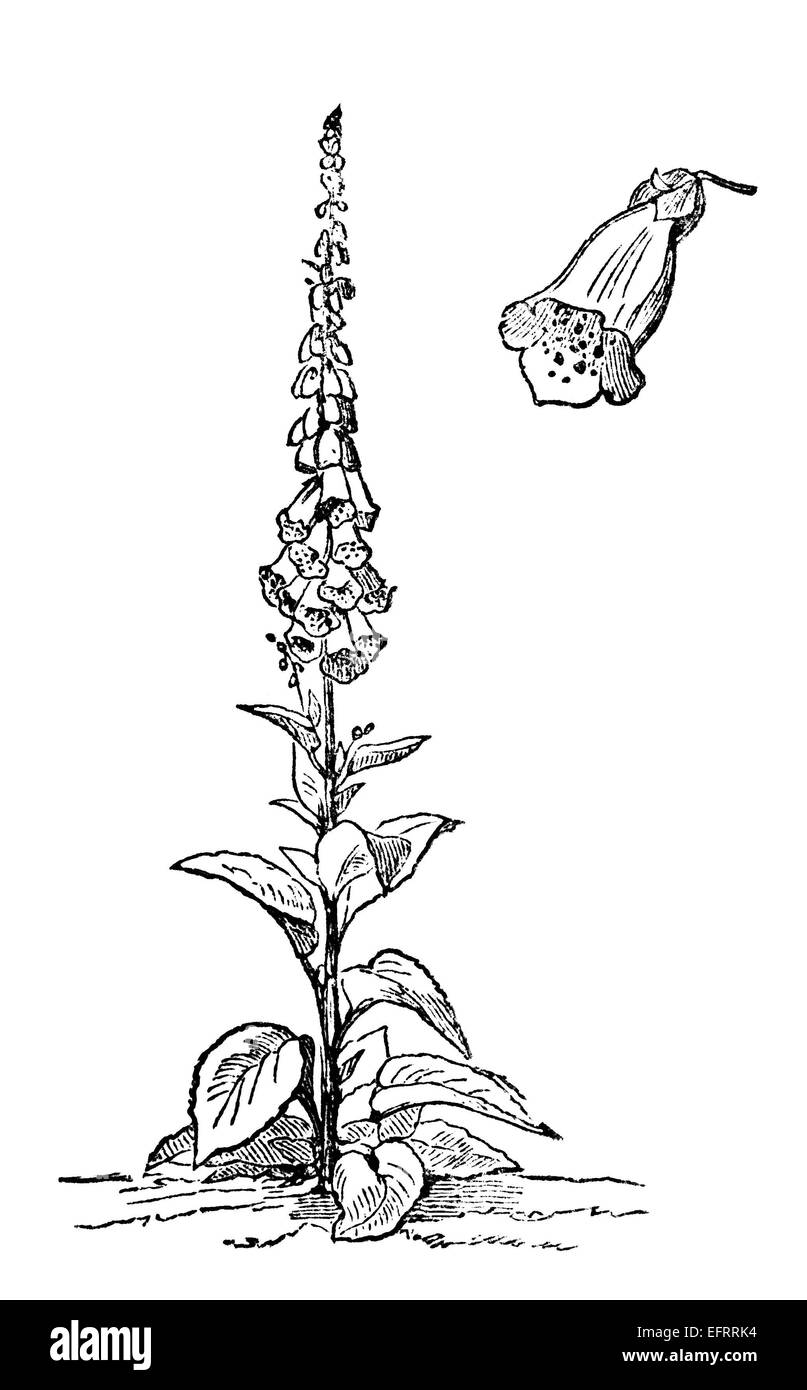 Foxglove Flower Drawing