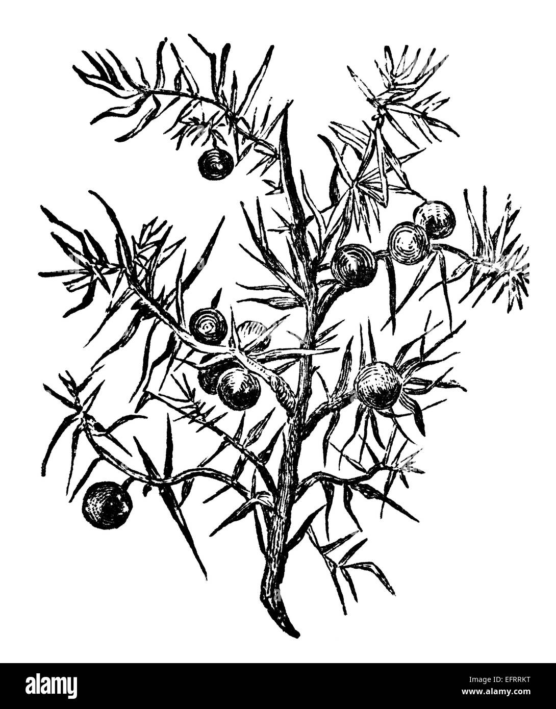 Juniper berries drawing engraving hi-res stock photography and images ...
