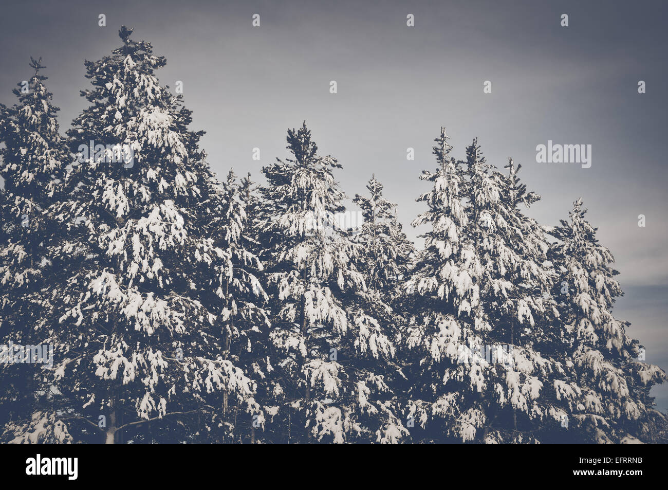Vintage Trees covered in Snow. Vintage Retro Film Effect Stock Photo ...
