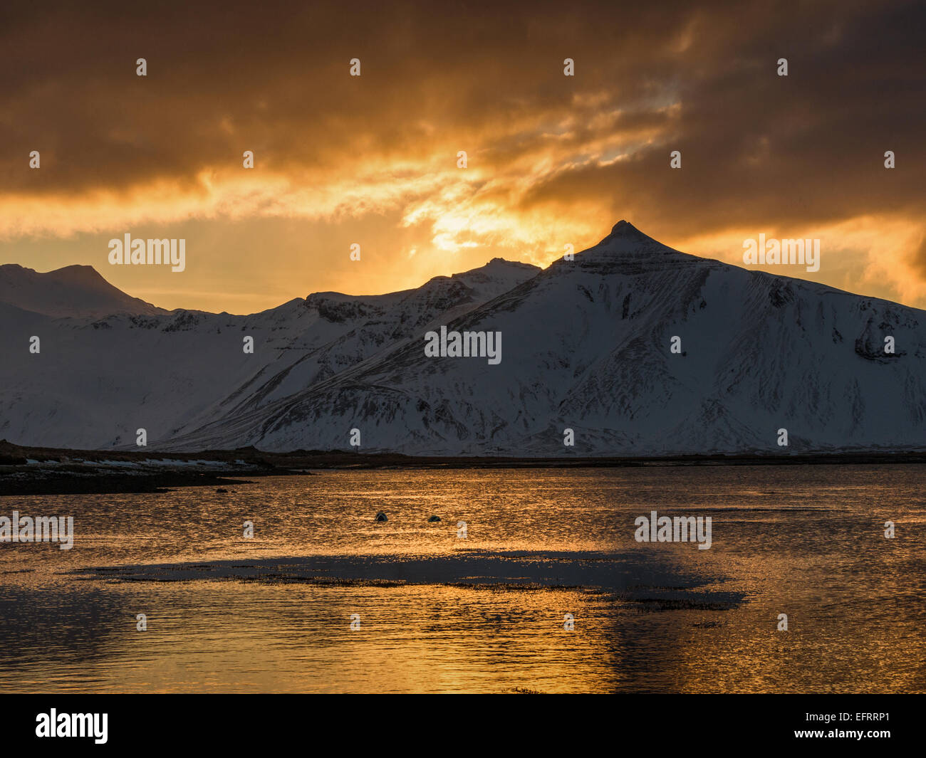Icelandic Grey Seals, [Icelandic Halichoerus grypus], appear at sunset ...