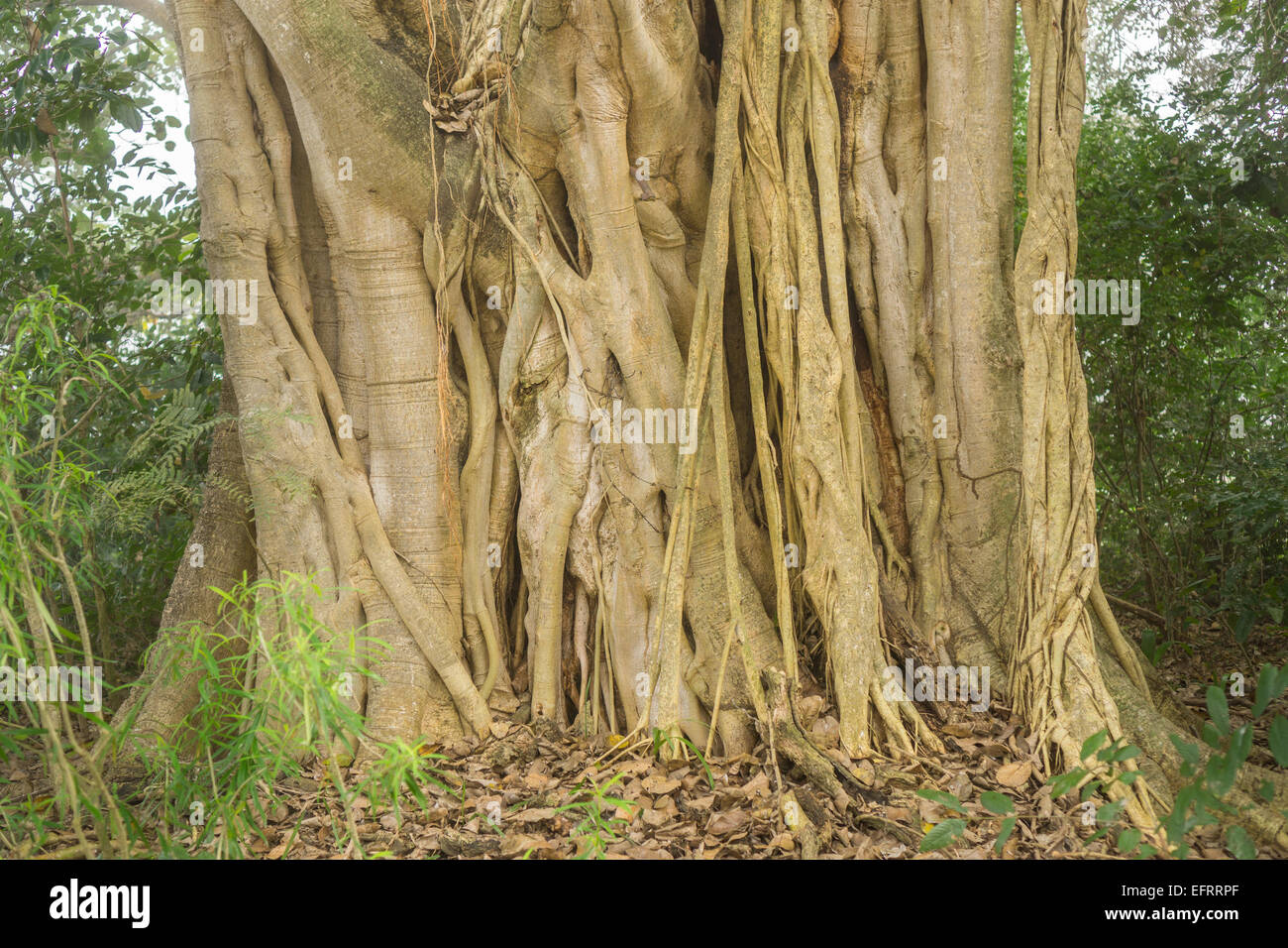 Ficus dendrocida trunk, closeup view Stock Photo - Alamy