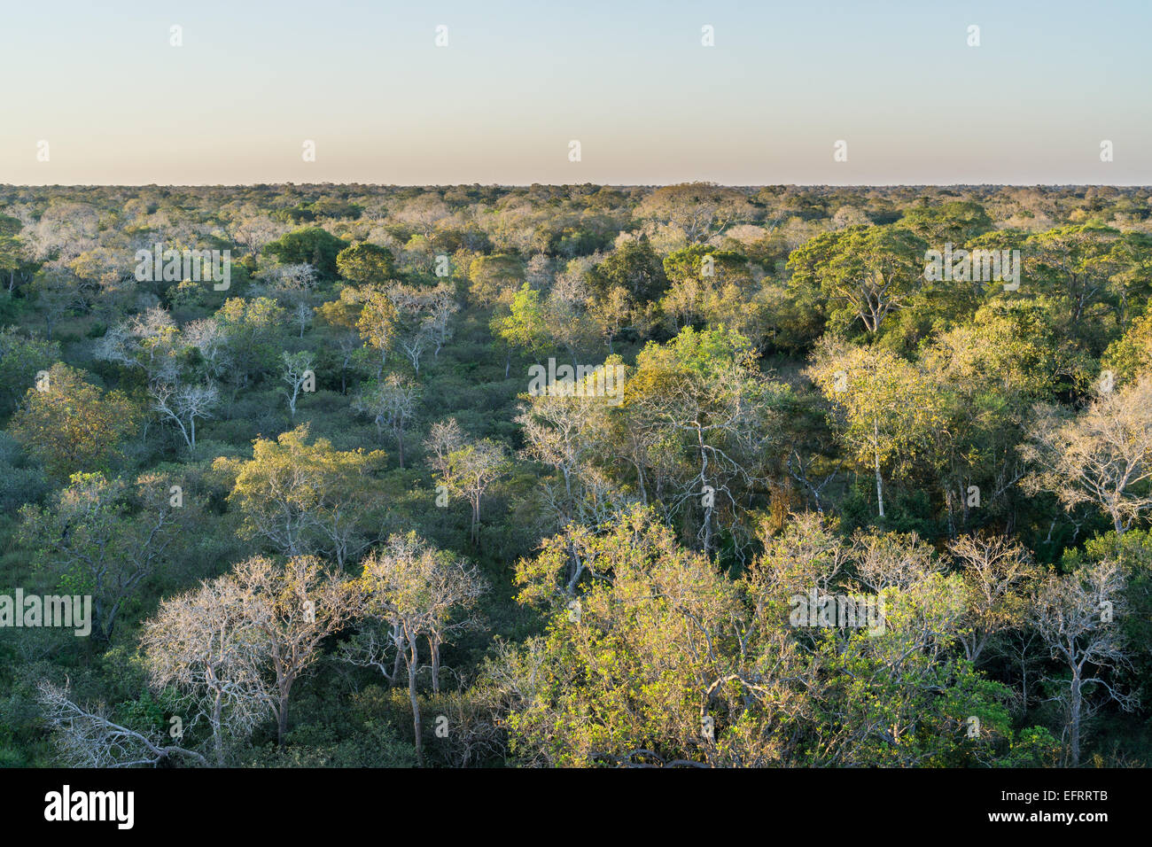 Pantanal aerial hi-res stock photography and images - Alamy