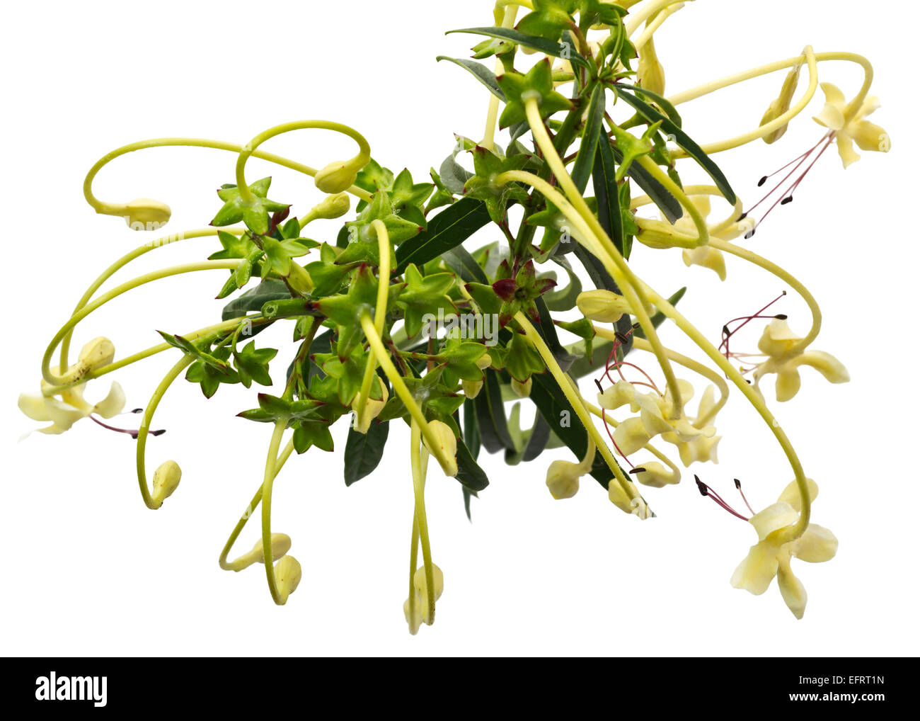 Clerodendrum indicum known as Turk's turban or Tubeflower, on white ...