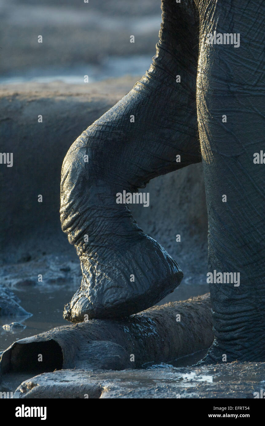 Elephant foot cross hi-res stock photography and images - Alamy