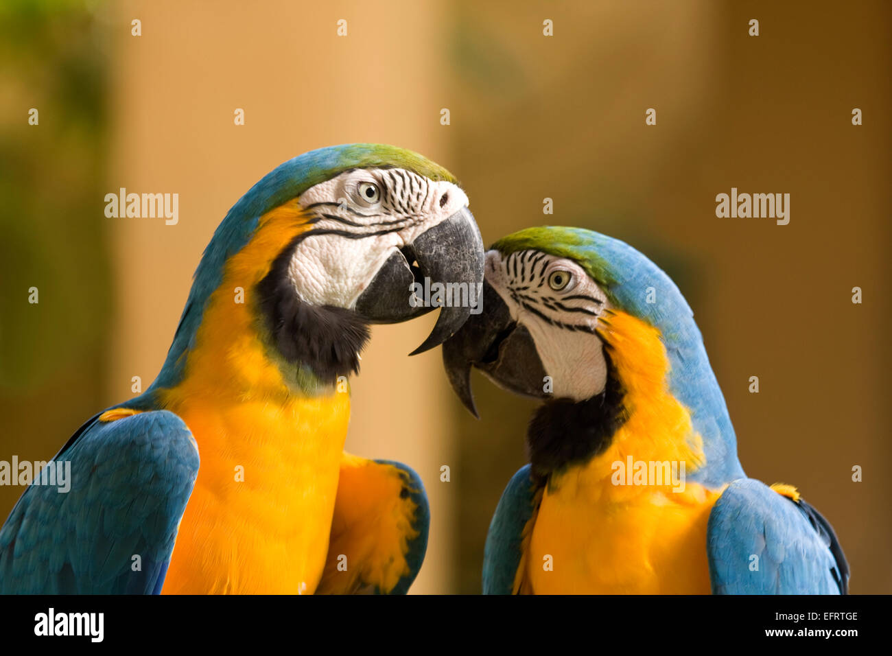 Blue-and-yellow Macaw (Ara ararauna Stock Photo - Alamy
