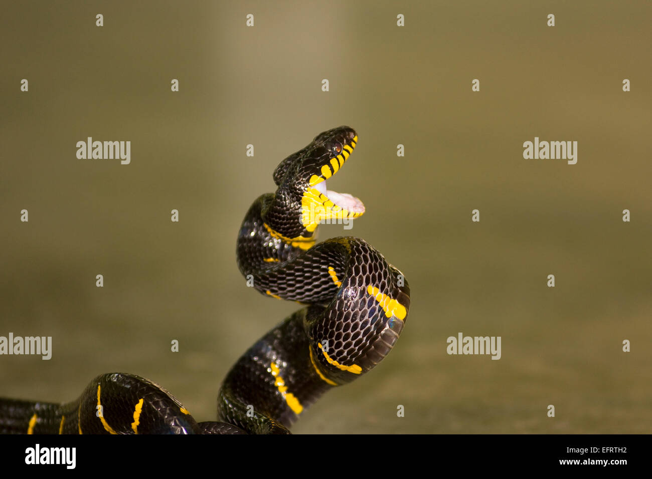 Mangrove snake ( Boiga dendrophila Stock Photo - Alamy