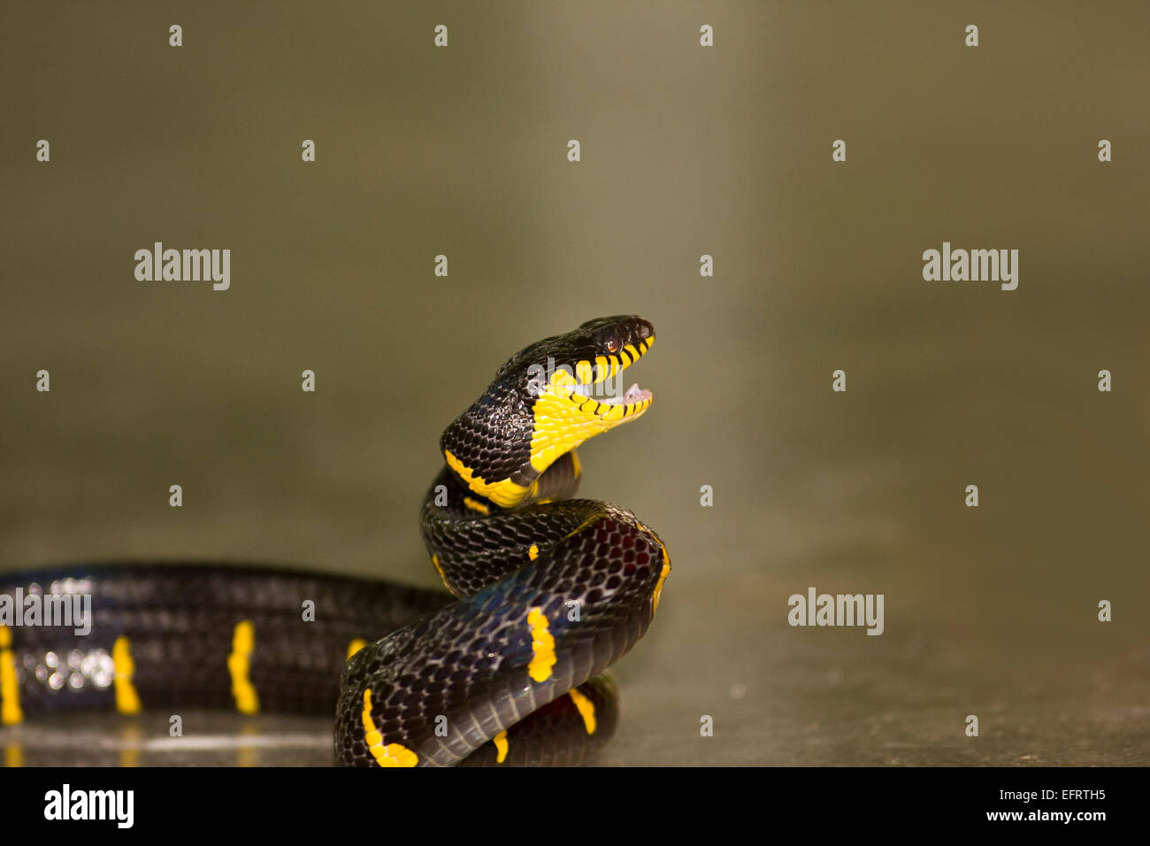 Mangrove snake ( Boiga dendrophila Stock Photo - Alamy