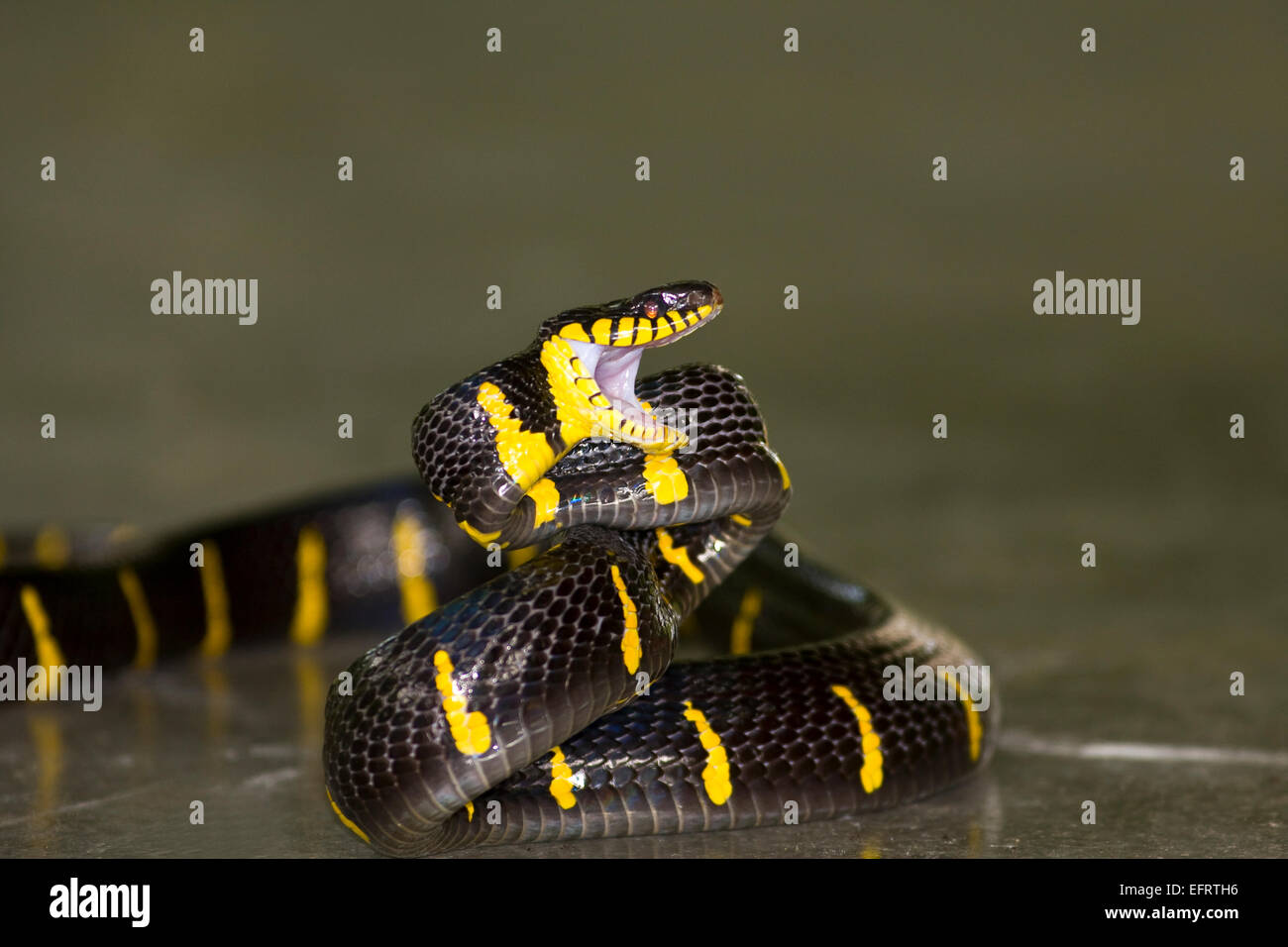 Mangrove snake ( Boiga dendrophila Stock Photo - Alamy
