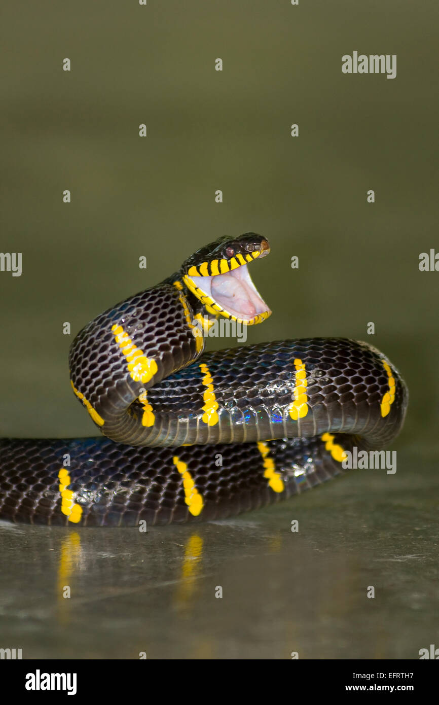 Black and yellow mangrove snake hi-res stock photography and images - Alamy