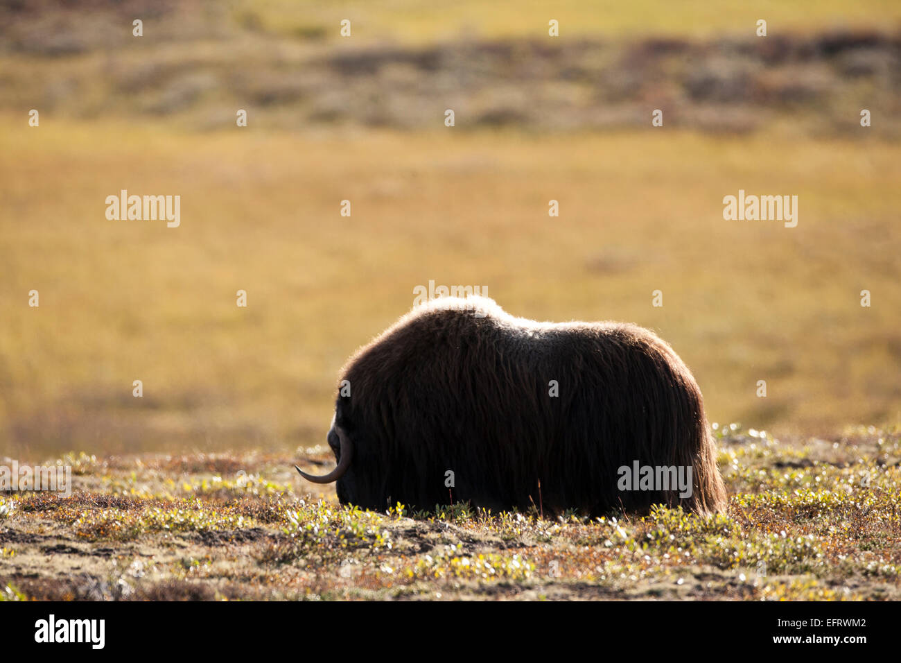 Musk ox feeding Stock Photo - Alamy