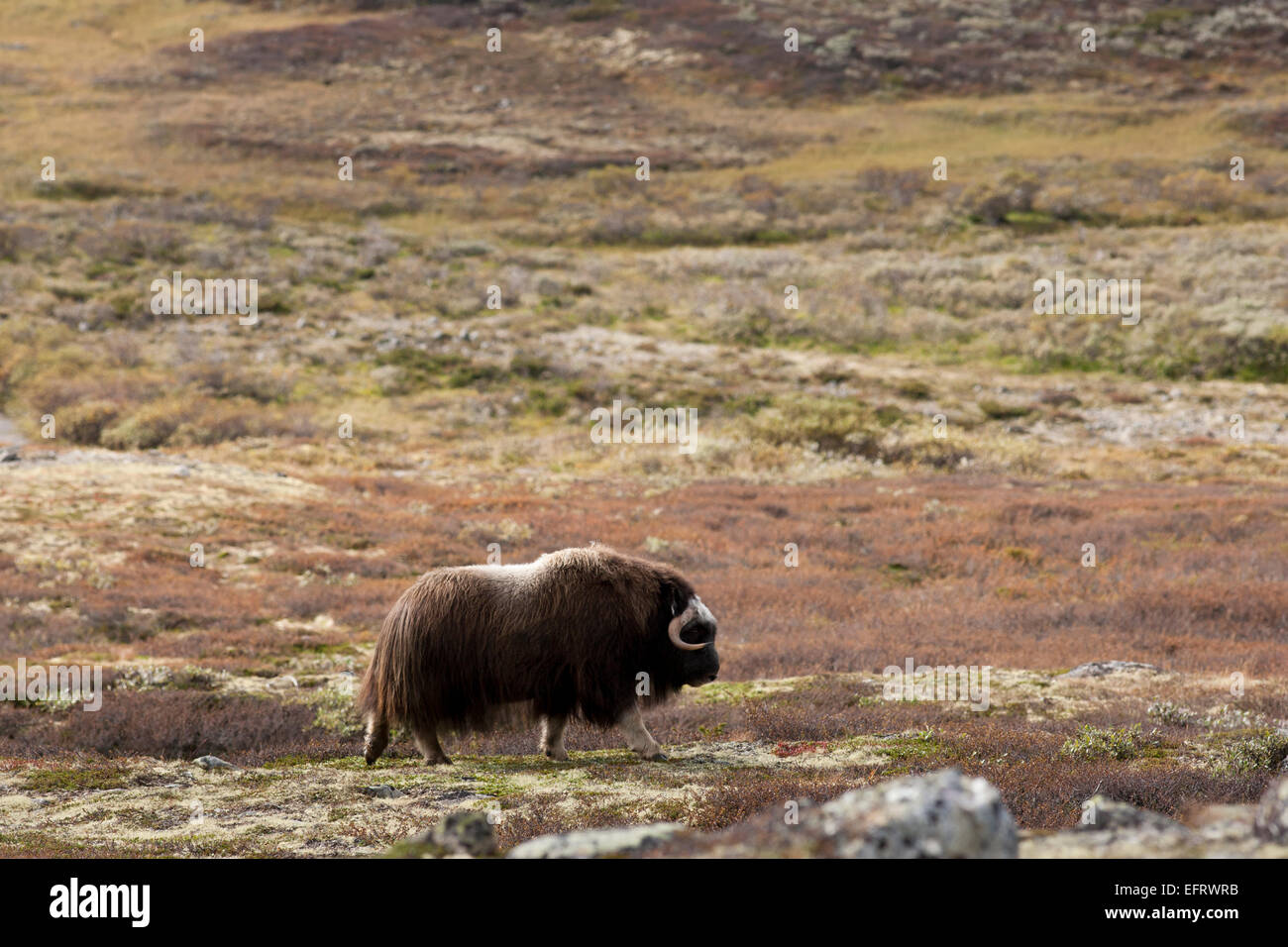 Muskox in mountain tundra Stock Photo - Alamy