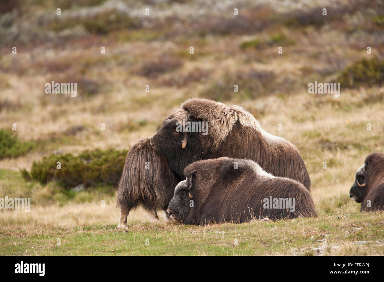Muskox bull and cow hi-res stock photography and images - Alamy