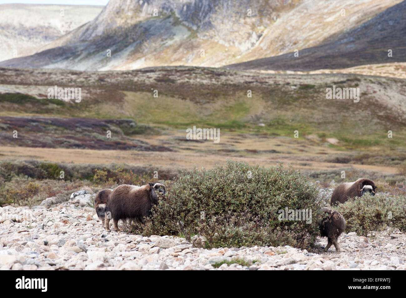 Musk willow hi-res stock photography and images - Alamy