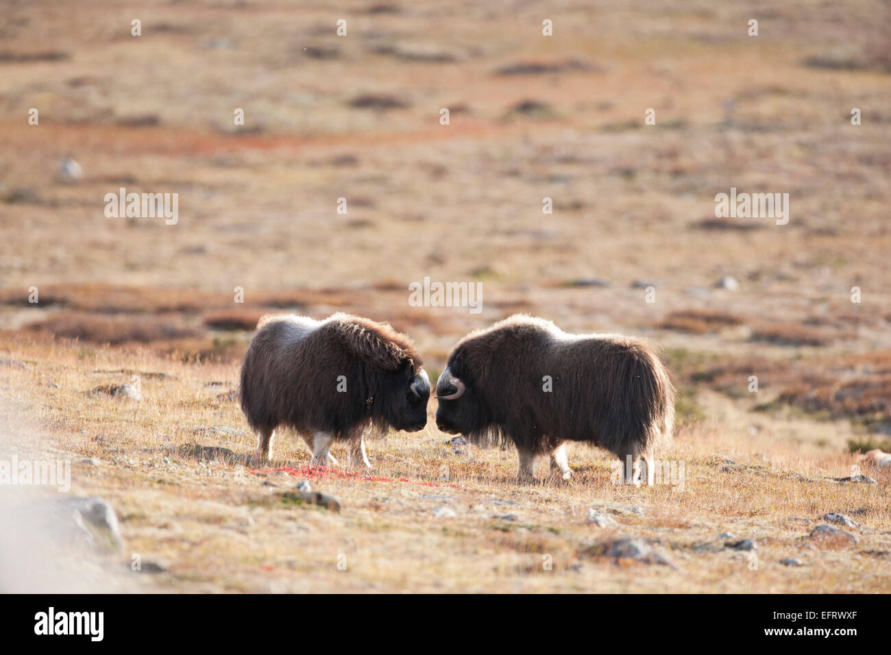 Adult bull muskox ovibos moschatus hi-res stock photography and images ...