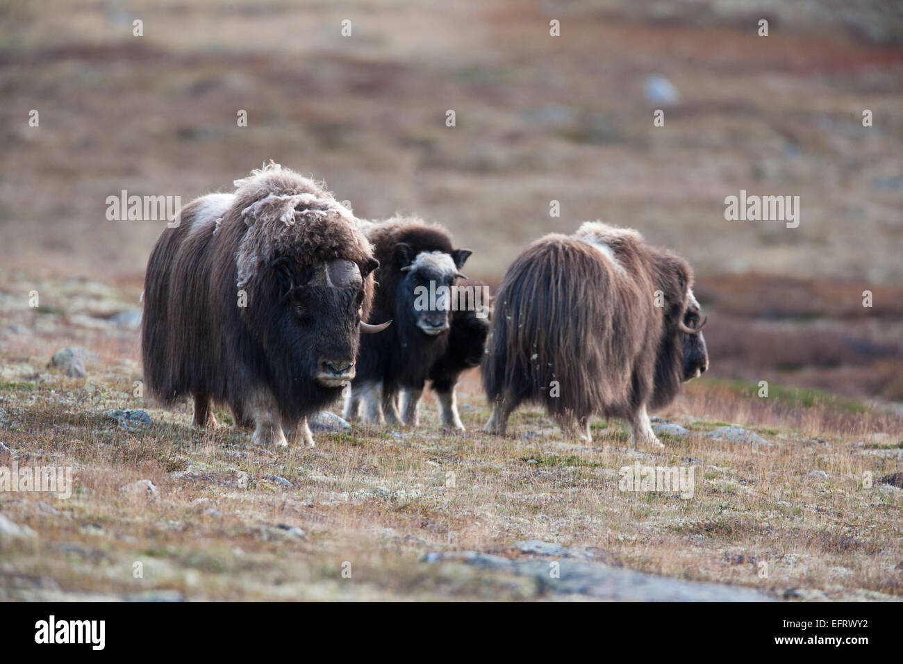 Musk ox herd autumn hi-res stock photography and images - Alamy